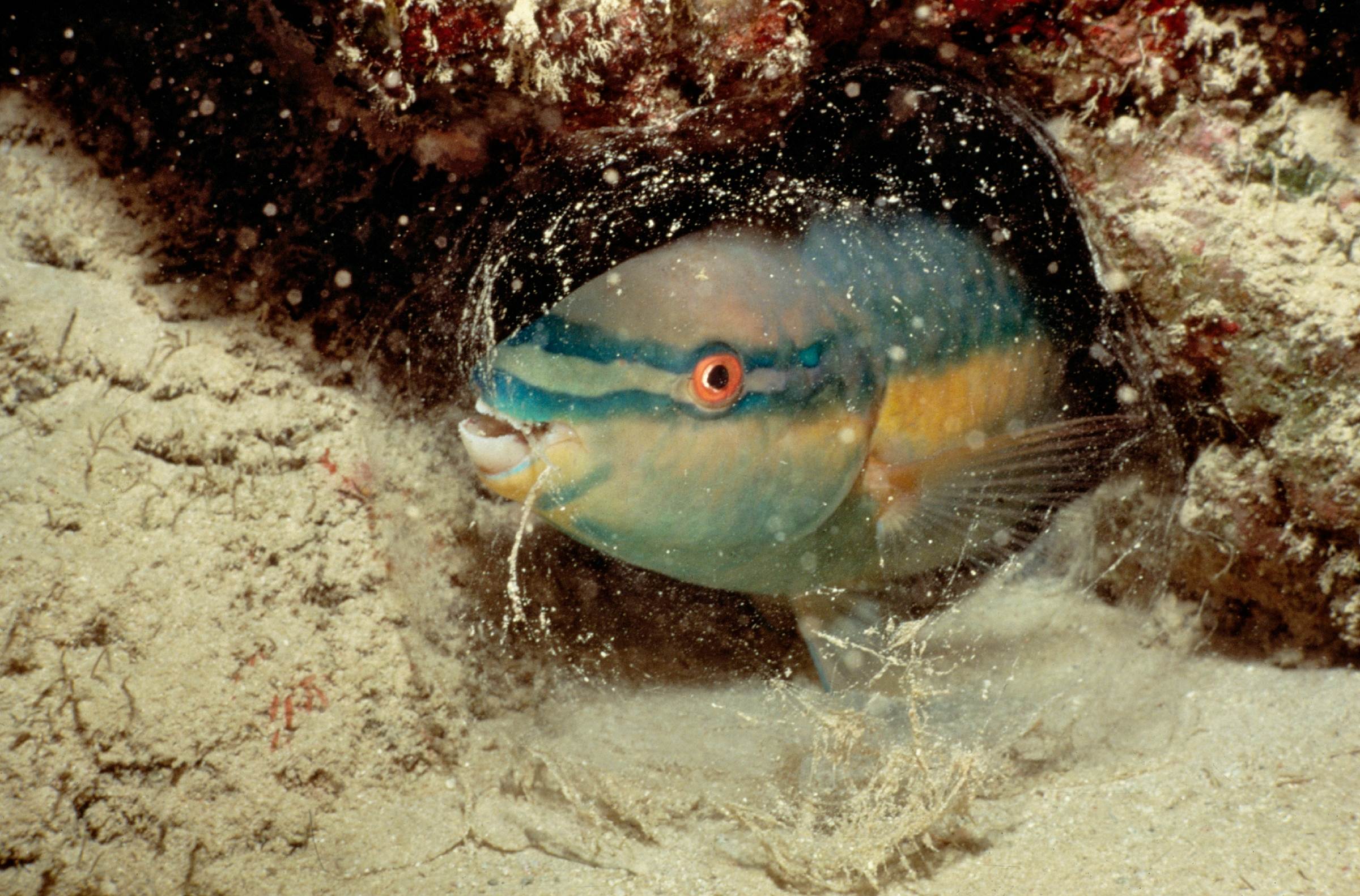 Mucus, slime and snot | Stories | Monterey Bay Aquarium