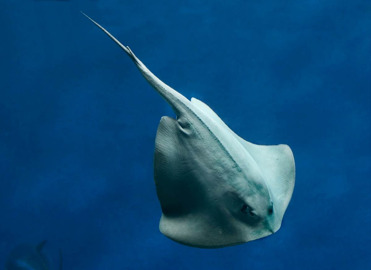 Pelagic stingray | Animals | Monterey Bay Aquarium