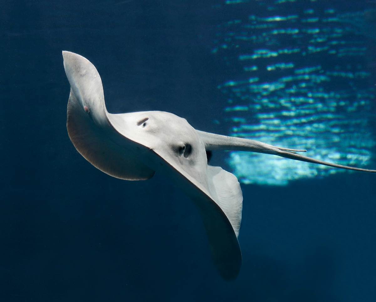 Pelagic stingray | Animals | Monterey Bay Aquarium