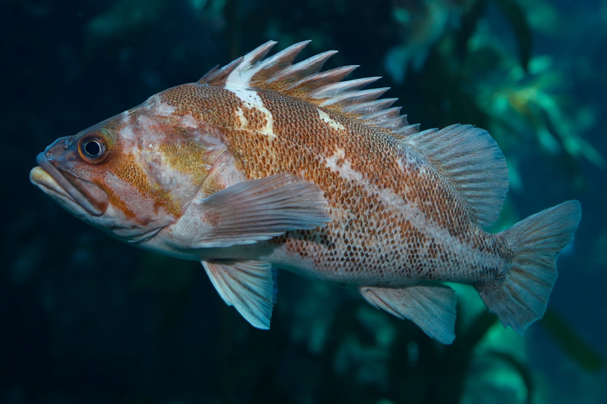 Exploring Animals That Start With 'R': Learn Their Characteristics And ...