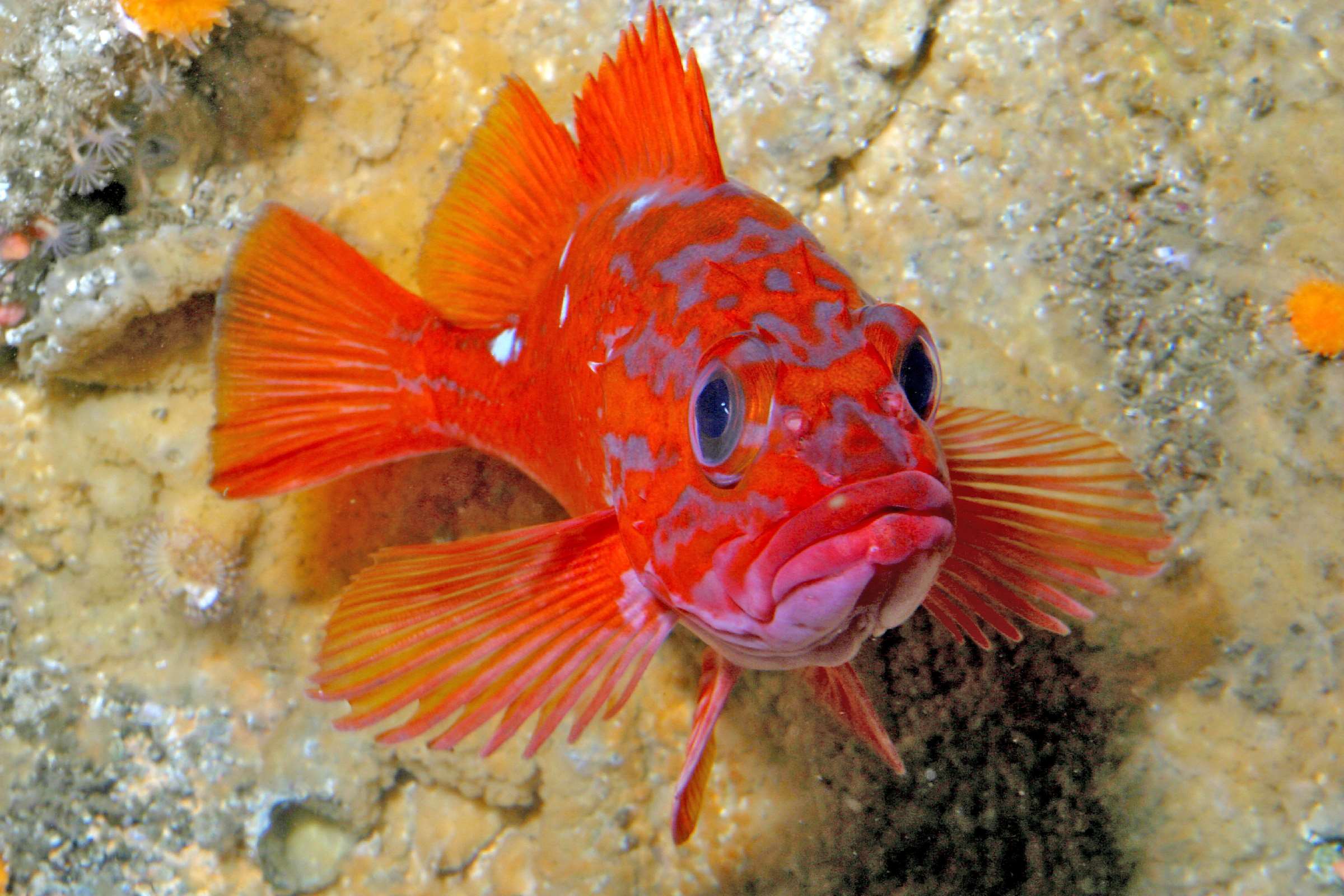 Rosy rockfish | Animals | Monterey Bay Aquarium