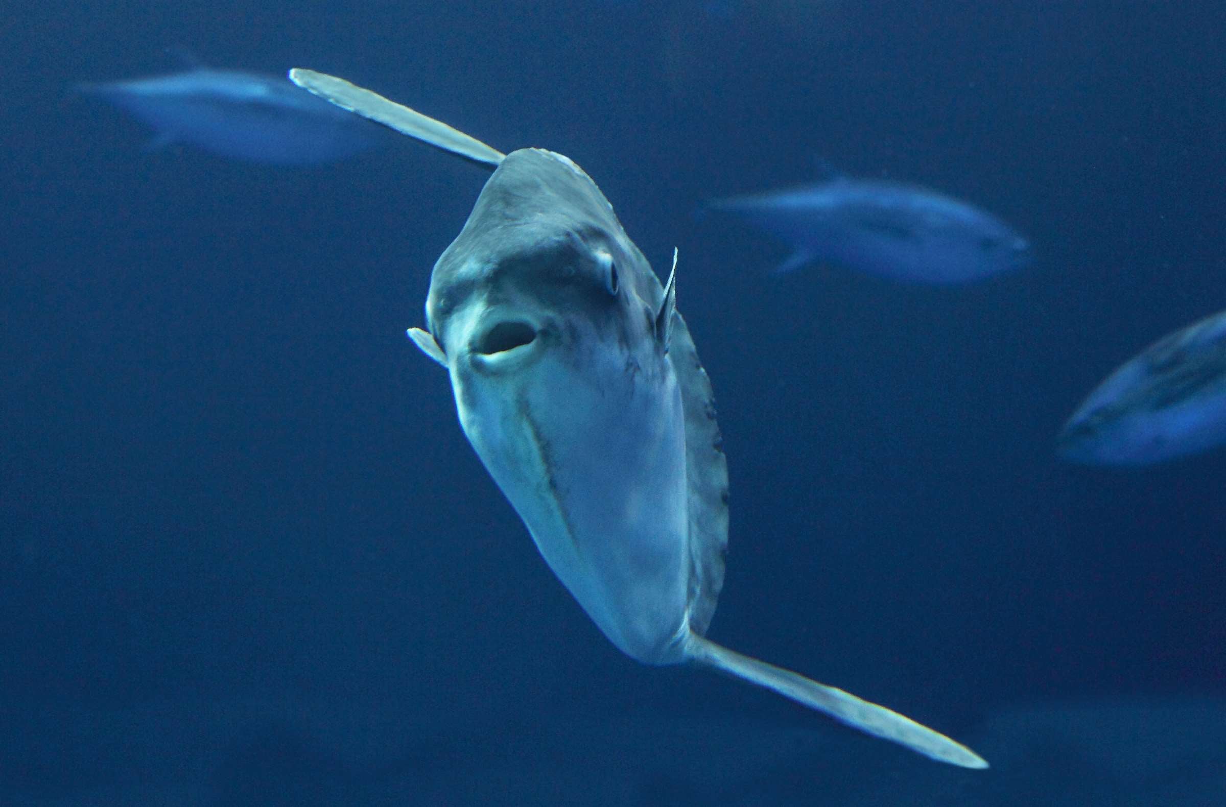 Meet the ocean sunfish (Mola mola) | Monterey Bay Aquarium