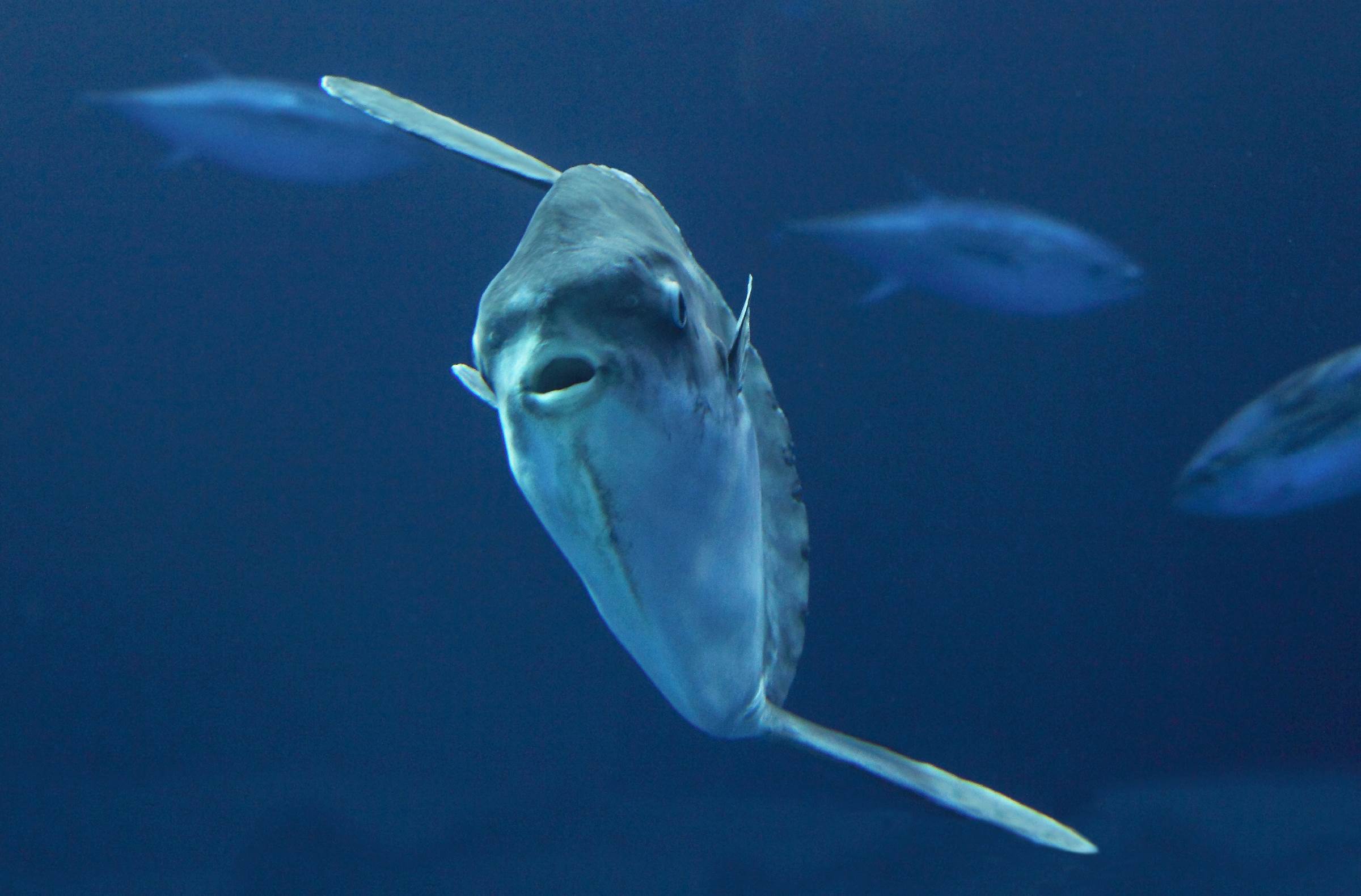 Meet the ocean sunfish (Mola mola) | Monterey Bay Aquarium