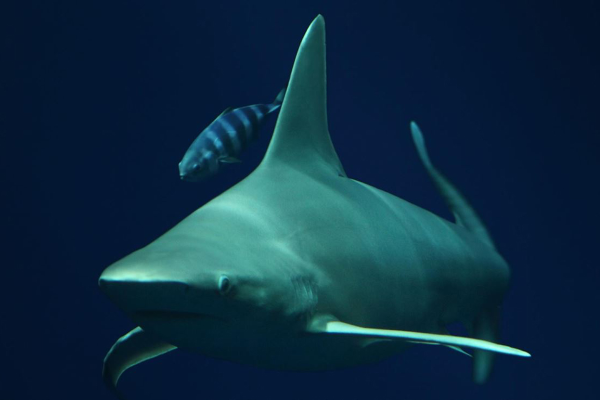 Meet the ocean sunfish (Mola mola) | Monterey Bay Aquarium