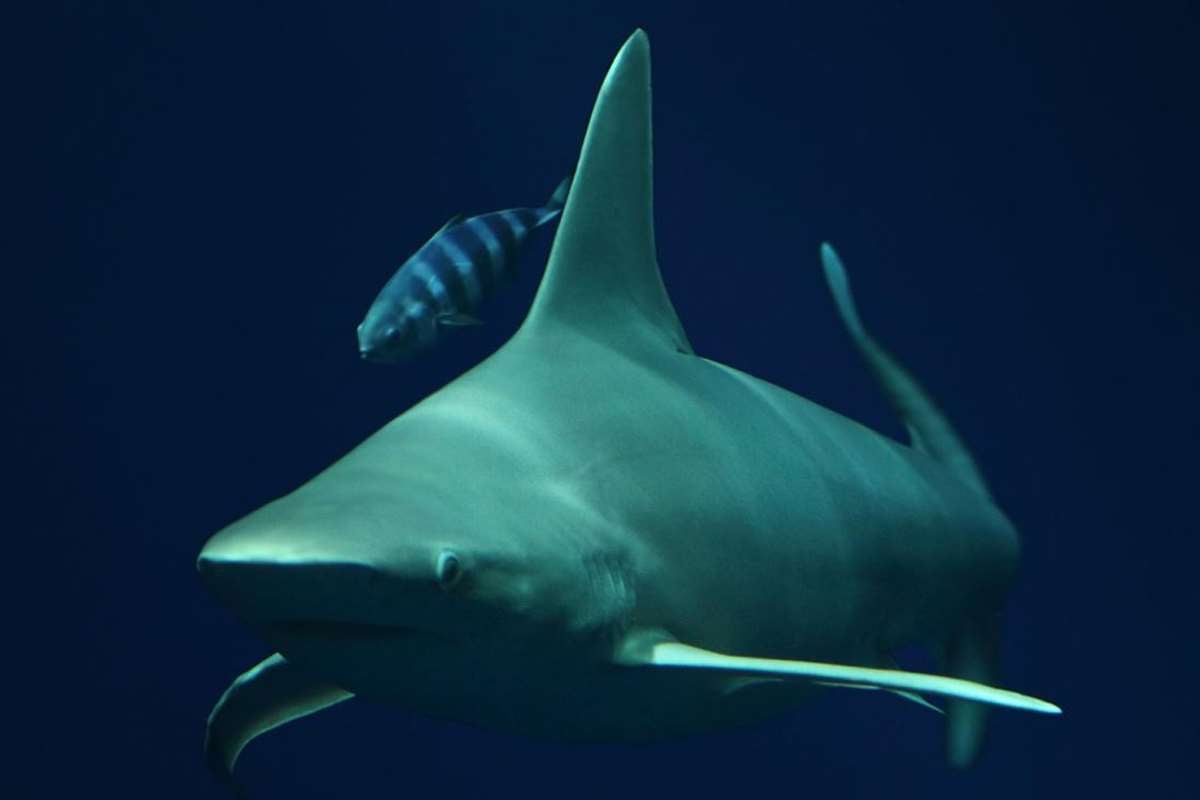 Sharks | Animals | Monterey Bay Aquarium