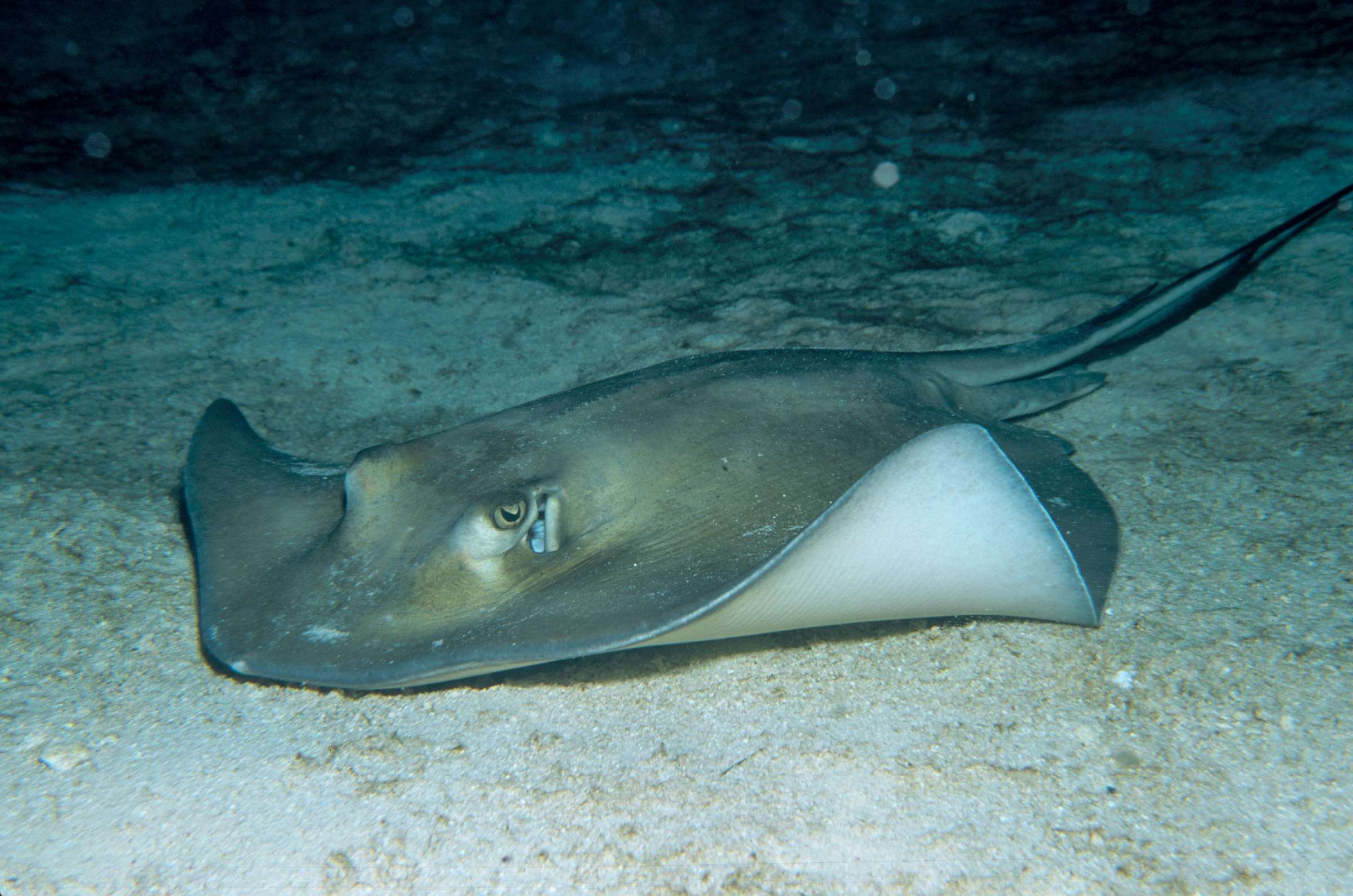 Southern stingray | Animals | Monterey Bay Aquarium