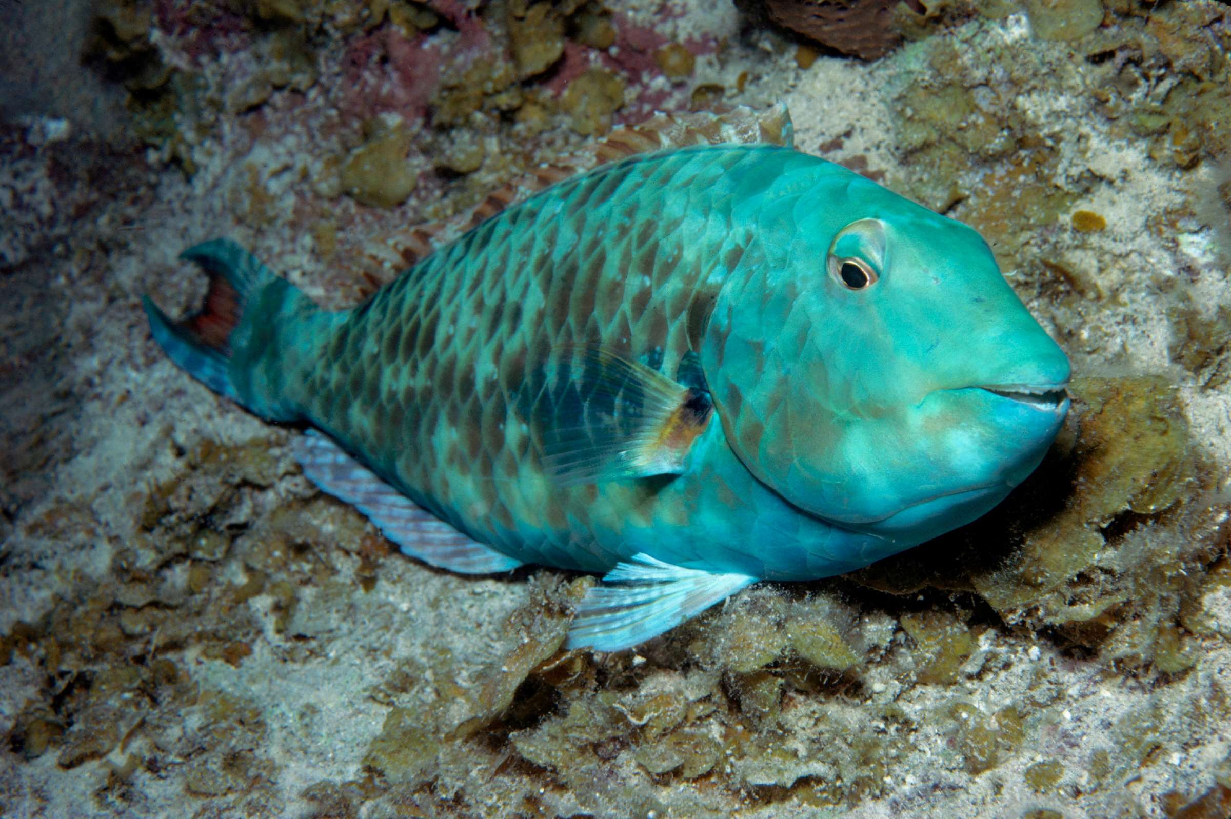 Parrotfish | Animals | Monterey Bay Aquarium
