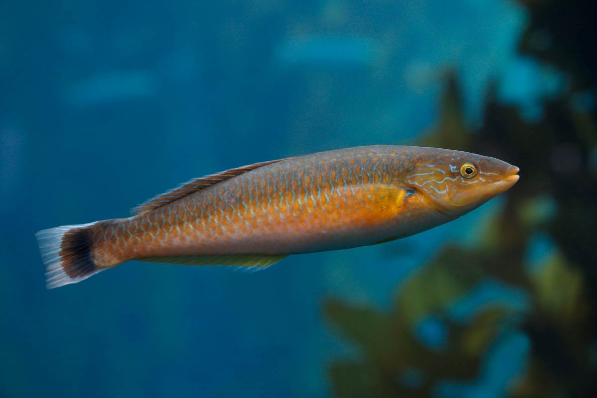 Señorita | Animals | Monterey Bay Aquarium