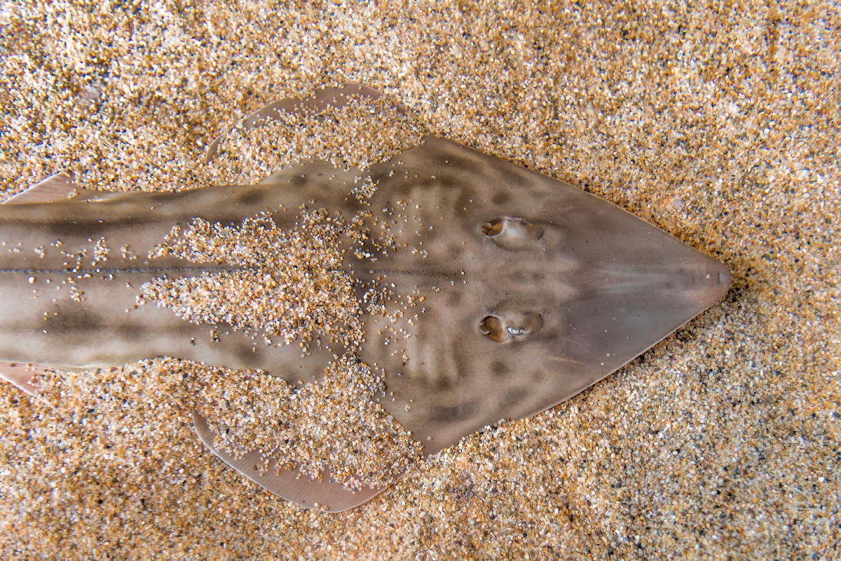Sandy seafloor | Habitat | Monterey Bay Aquarium