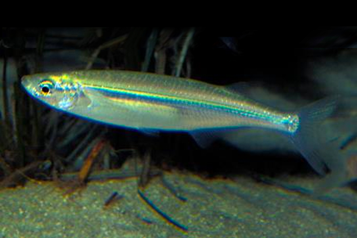 Señorita | Animals | Monterey Bay Aquarium