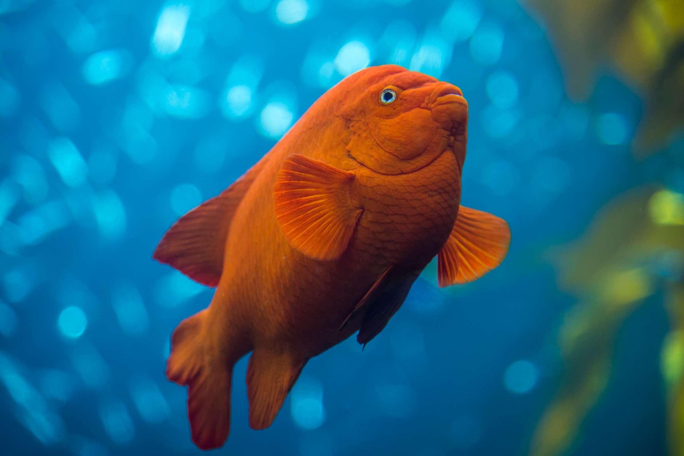 Ocean haikus from Aquarium staff | Monterey Bay Aquarium