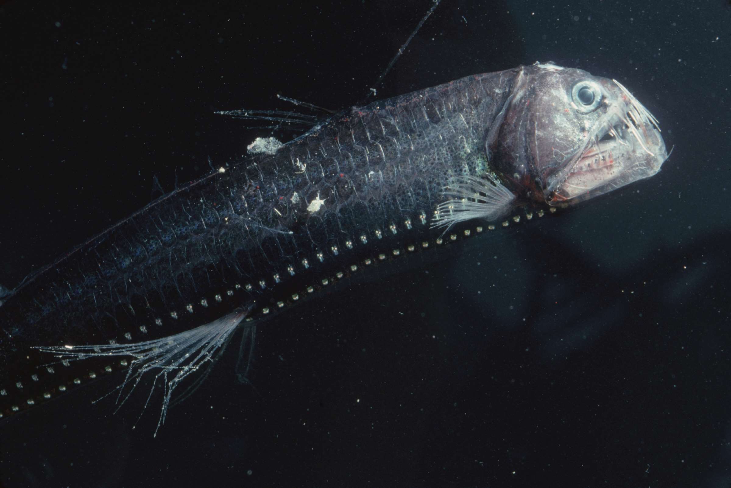 Deep sea | Habitat | Monterey Bay Aquarium