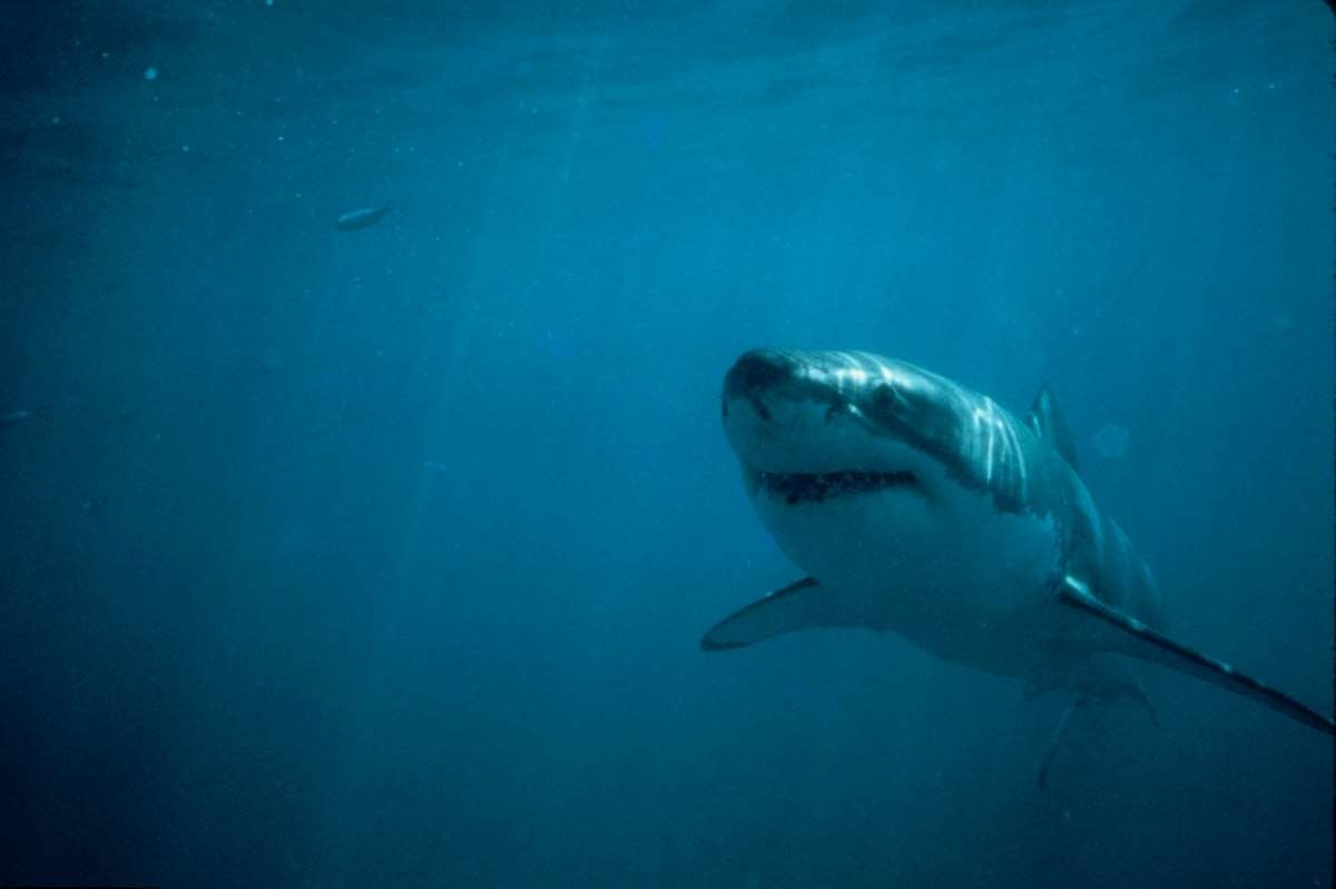 Great White Shark Habitat Diorama Shark Cage Diving Gansbaai | White