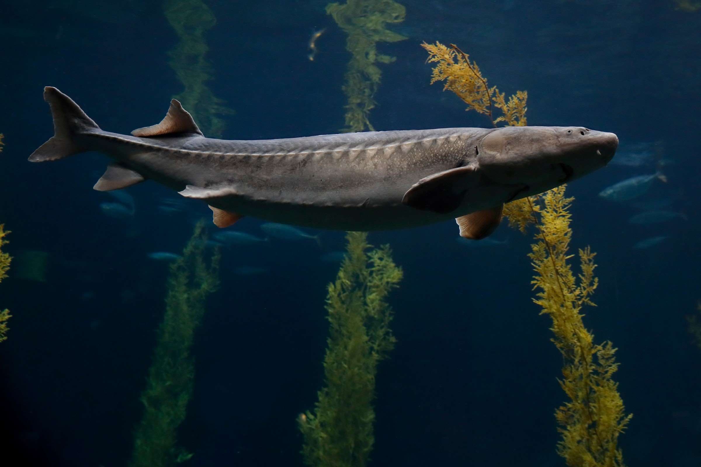 White sturgeon | Animals | Monterey Bay Aquarium