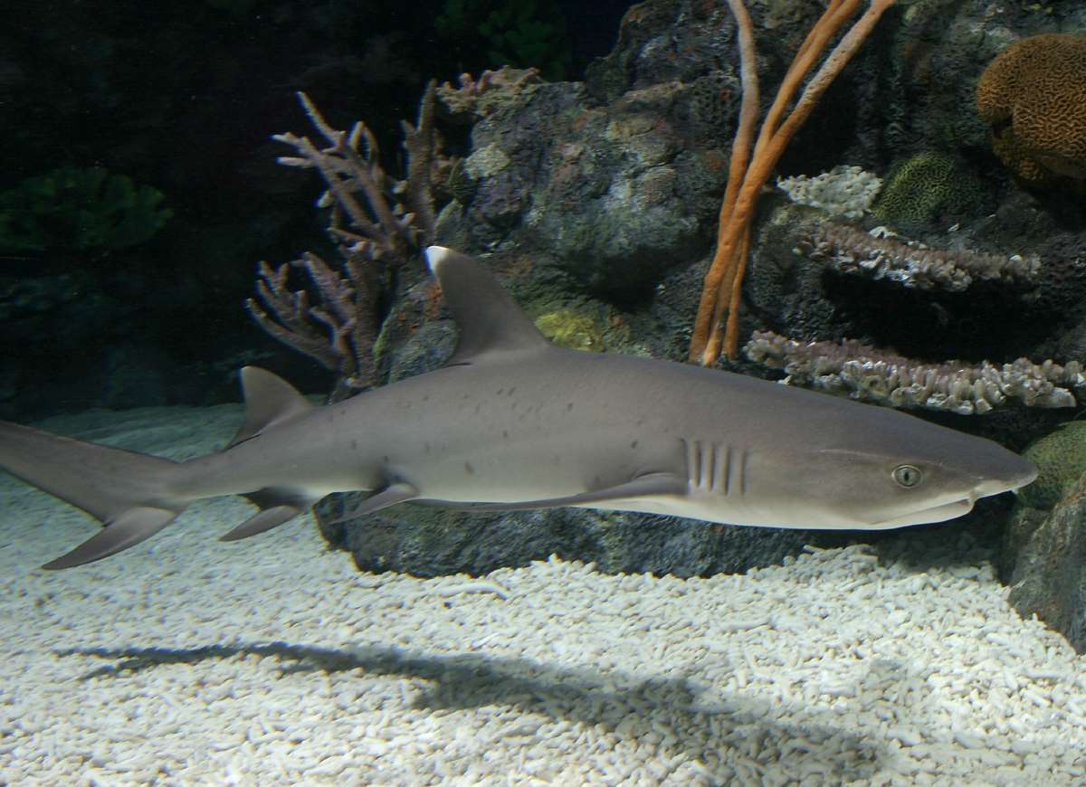 Whitetip reef shark | Animals | Monterey Bay Aquarium