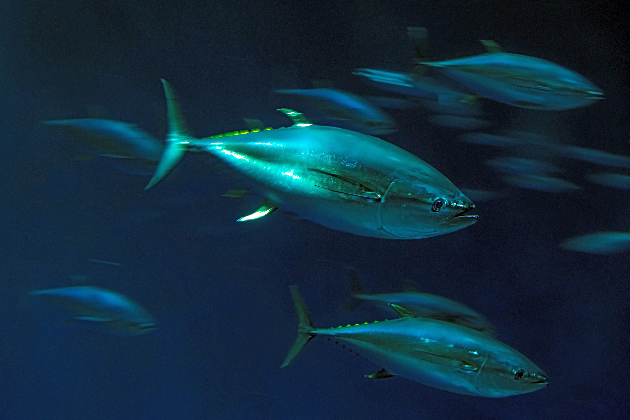 Defending Pacific bluefin | Stories | Monterey Bay Aquarium