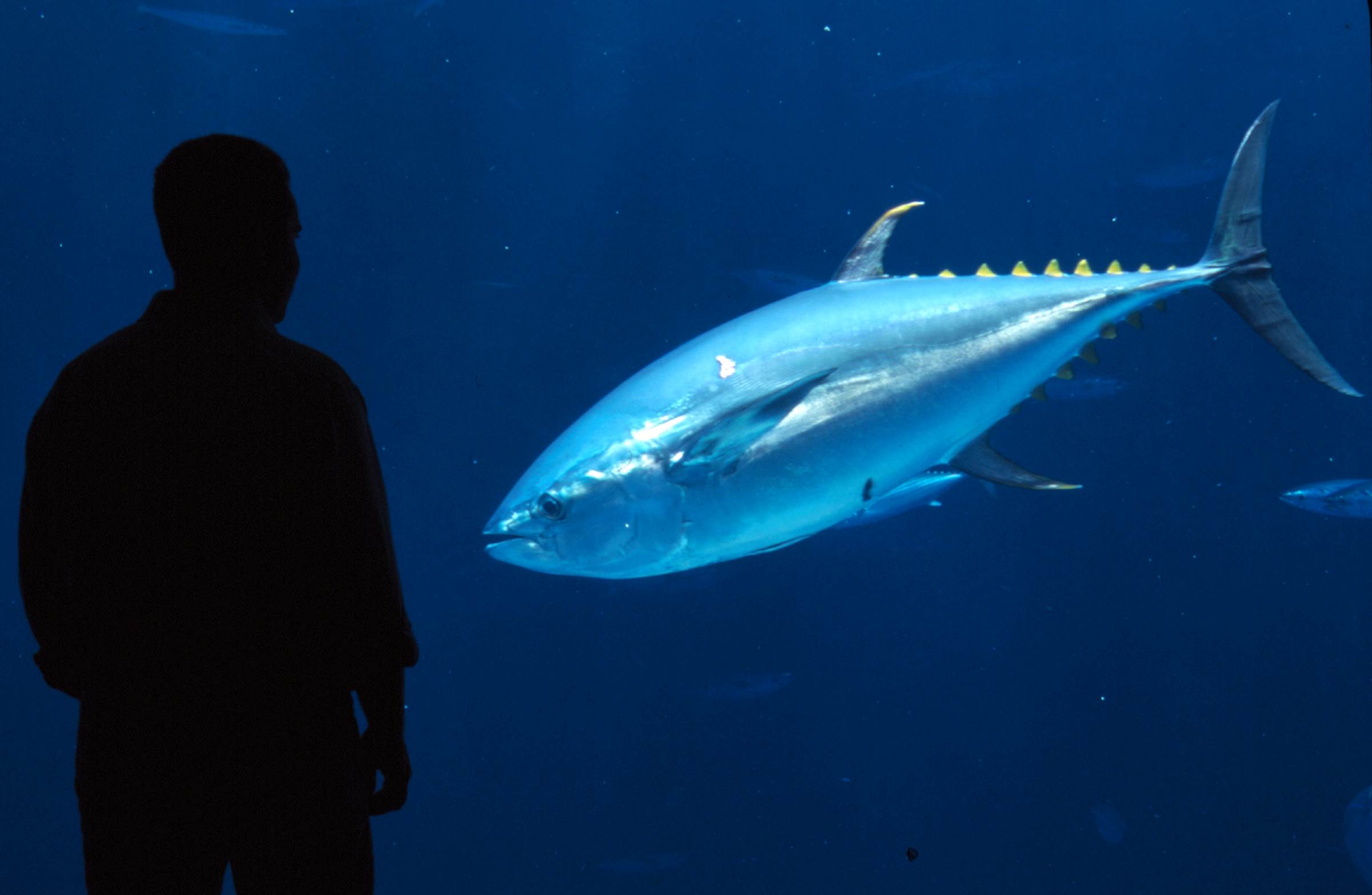 Yellowfin tuna | Animals | Monterey Bay Aquarium