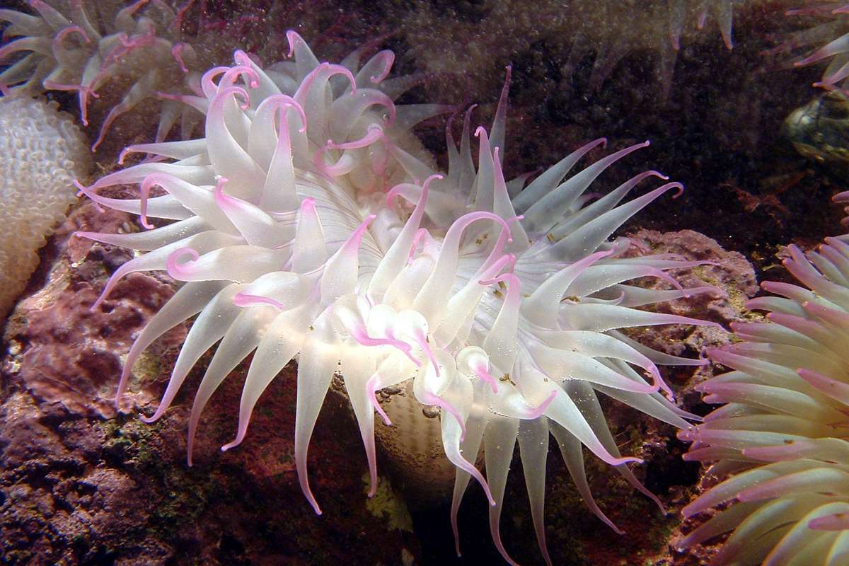 Sea Anemone Feet Nature'S Image Replica Coral, Big Foot Anemone White
