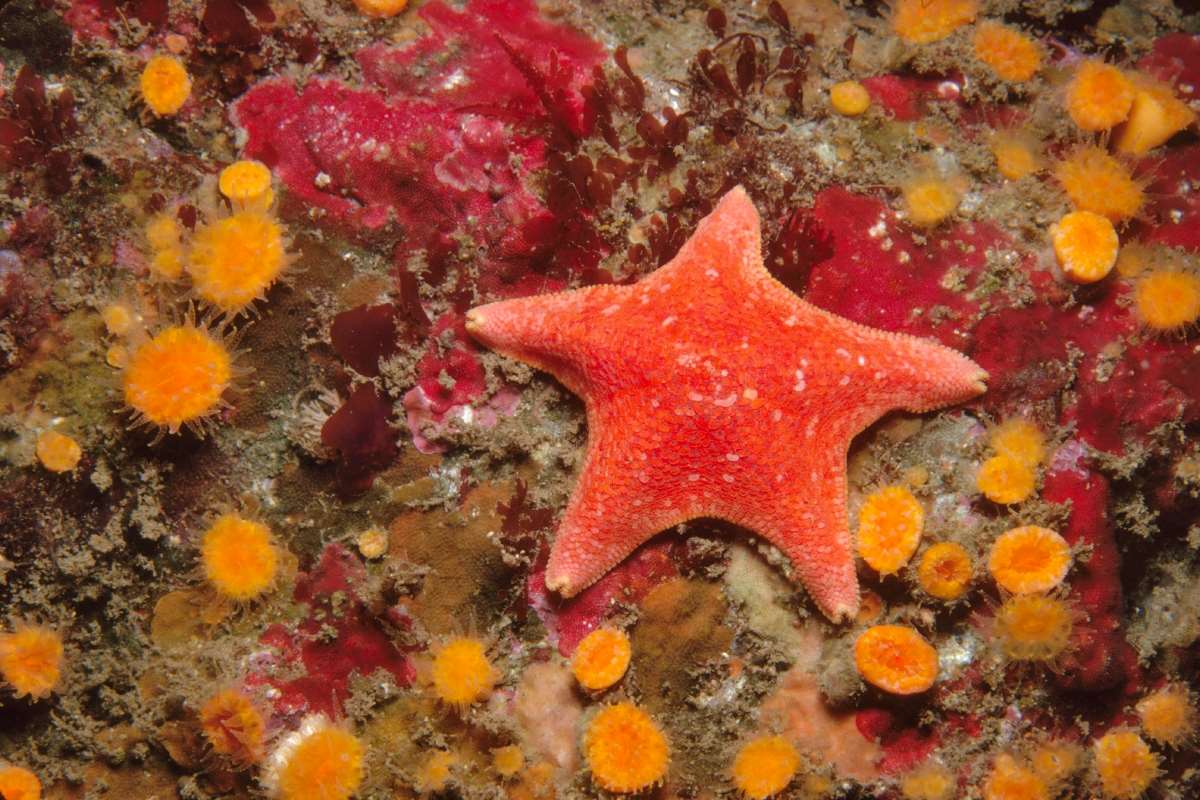 Bat star | Animals | Monterey Bay Aquarium