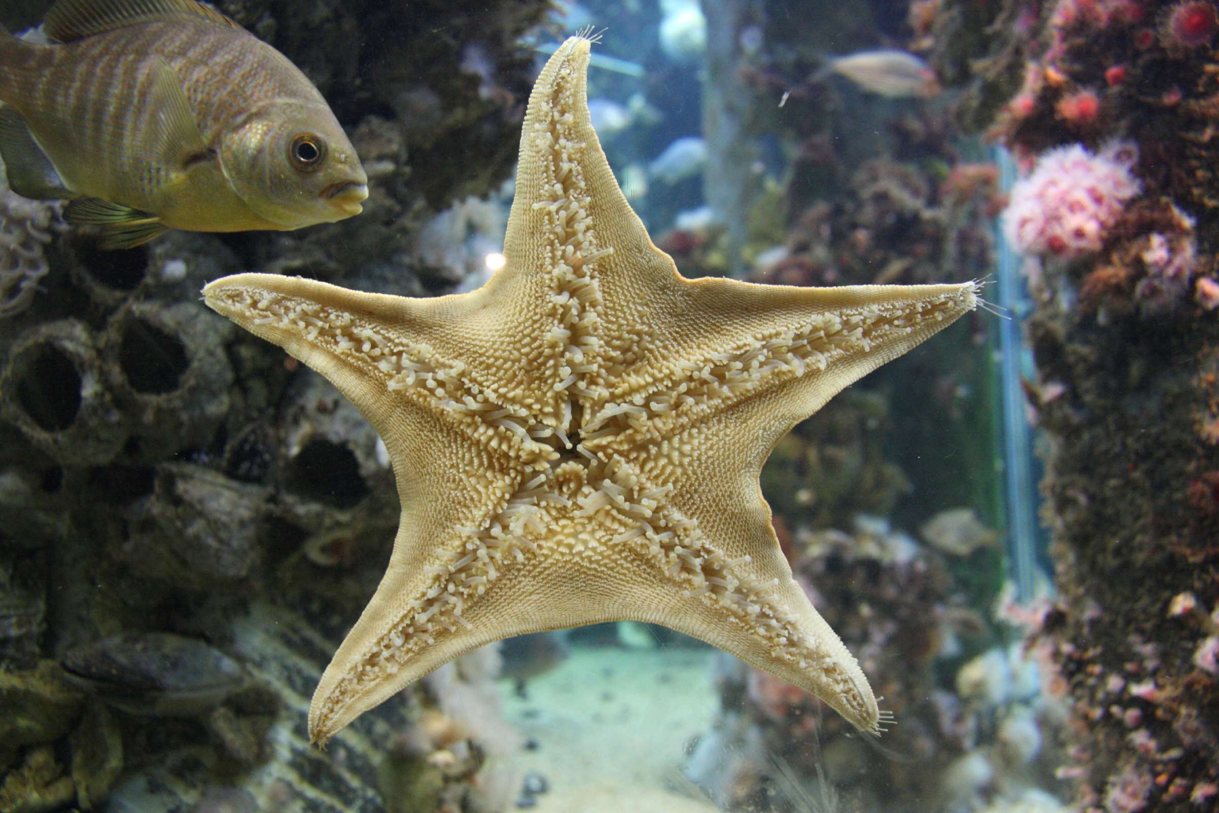 Bat star | Animals | Monterey Bay Aquarium