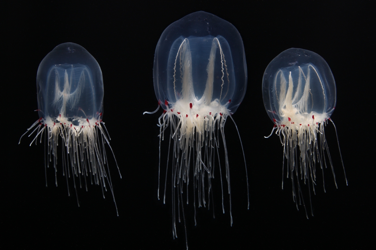 Bell jelly | Animals | Monterey Bay Aquarium