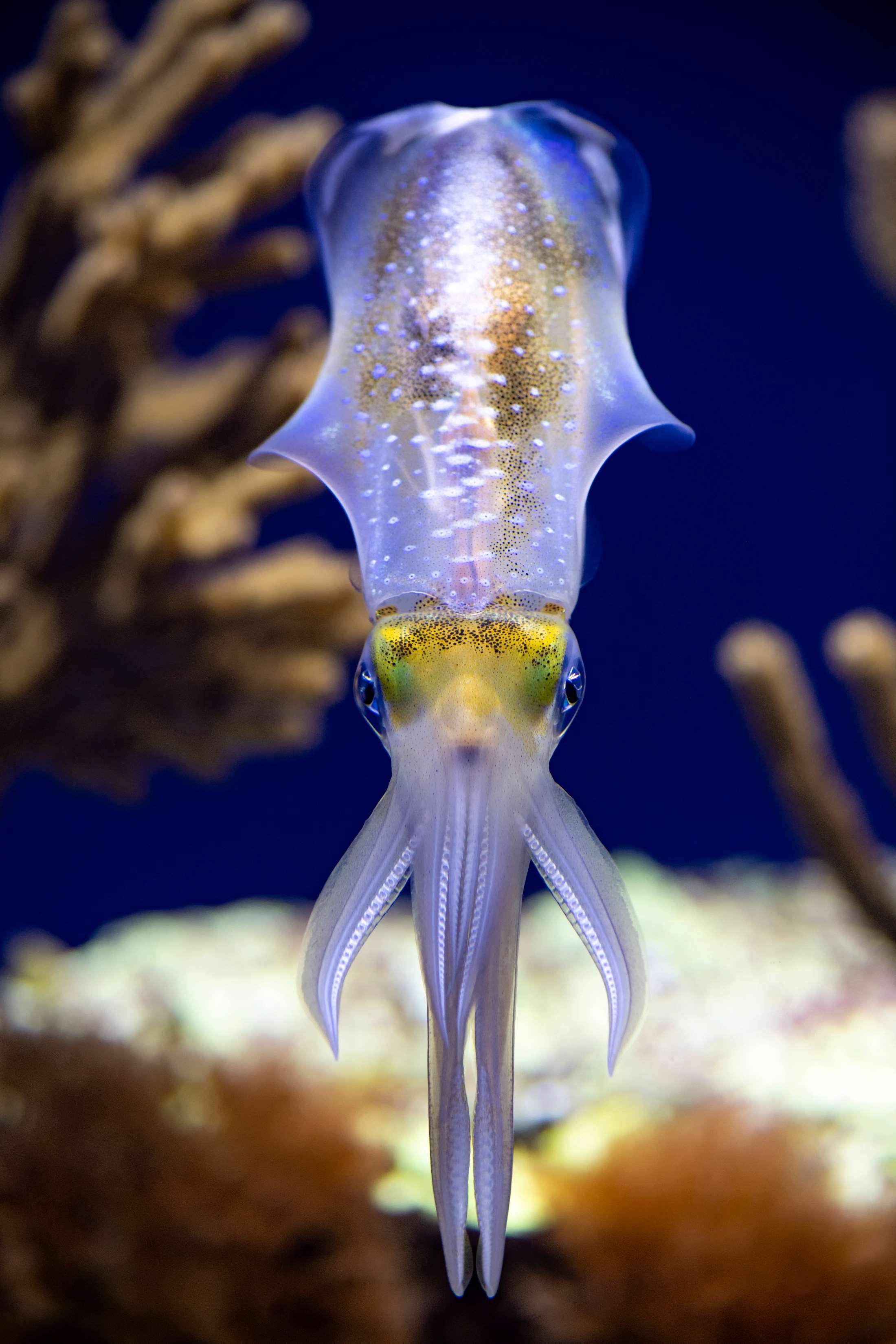 Meet the Aquarium photographer | Stories | Monterey Bay Aquarium
