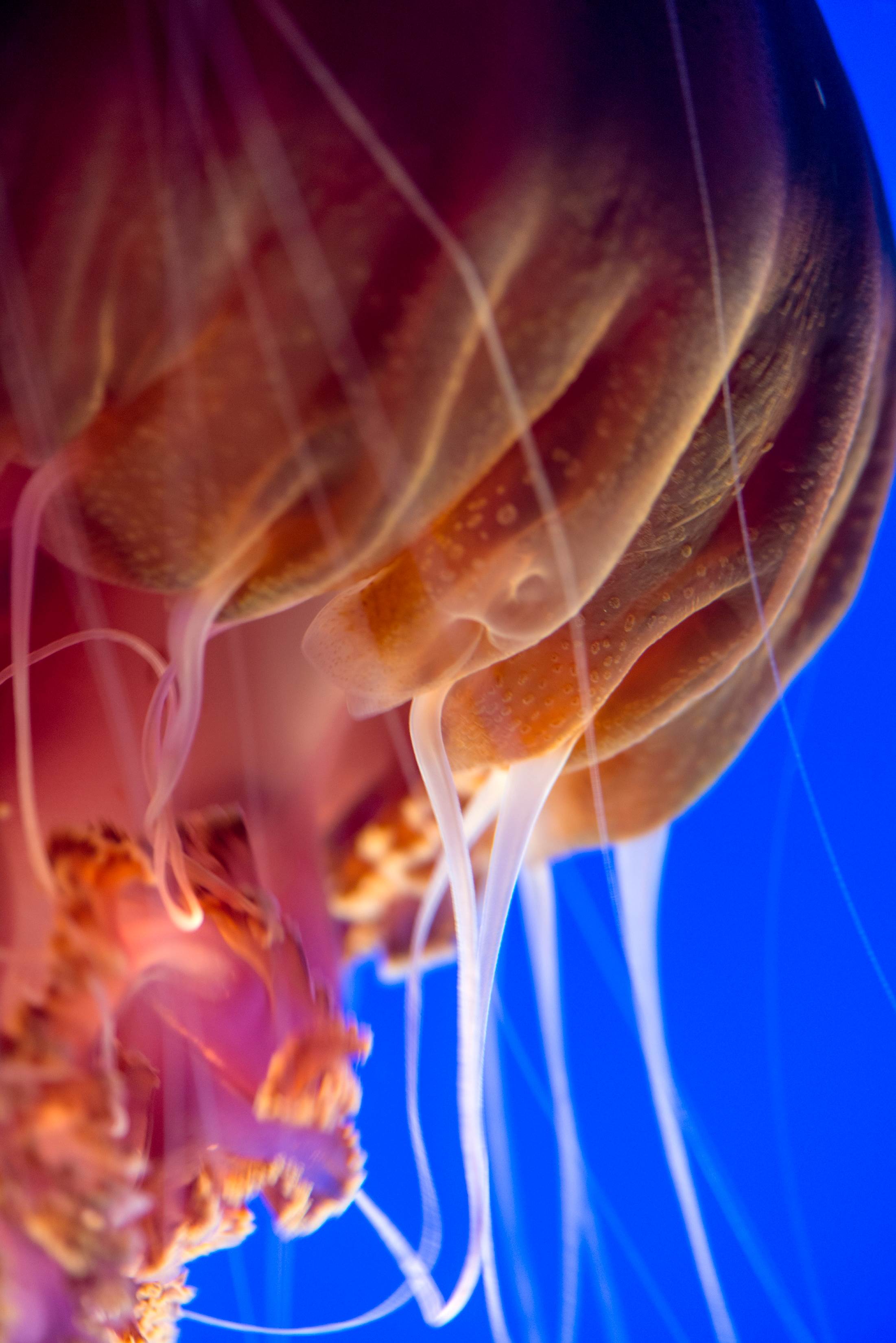 Black sea nettle | Animals | Monterey Bay Aquarium