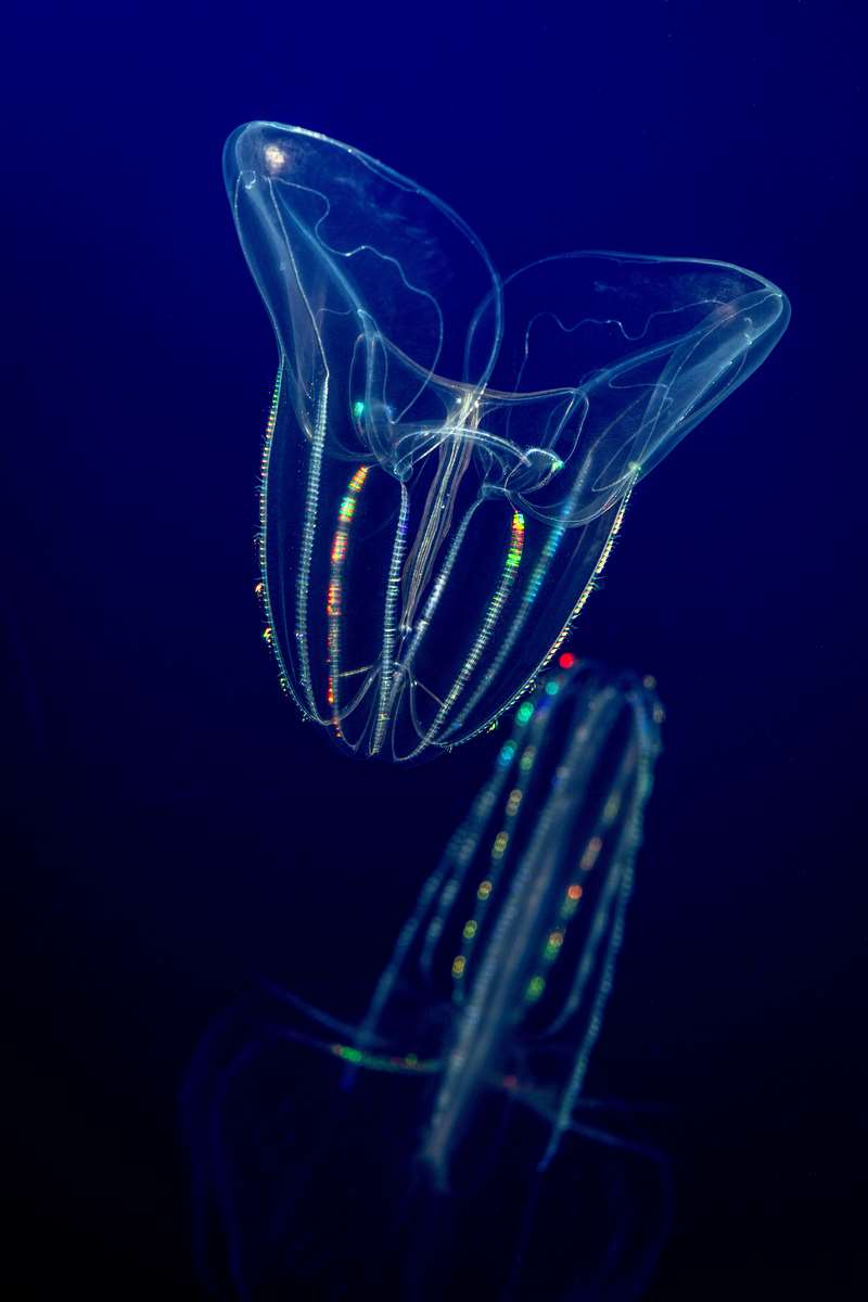 Growing jellies from the surface to the depths | Stories | Monterey Bay ...