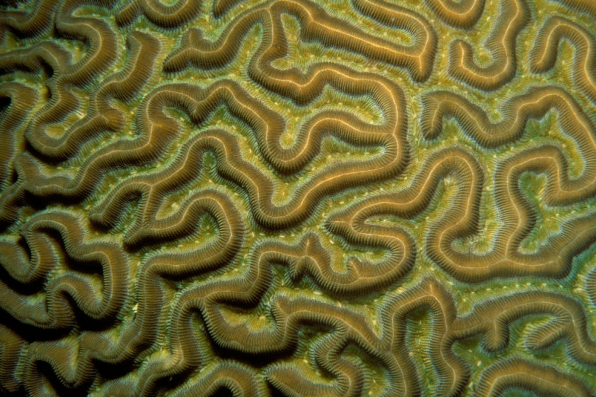 Brain coral | Animals | Monterey Bay Aquarium