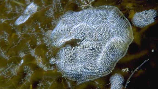 Sea lemon | Animals | Monterey Bay Aquarium