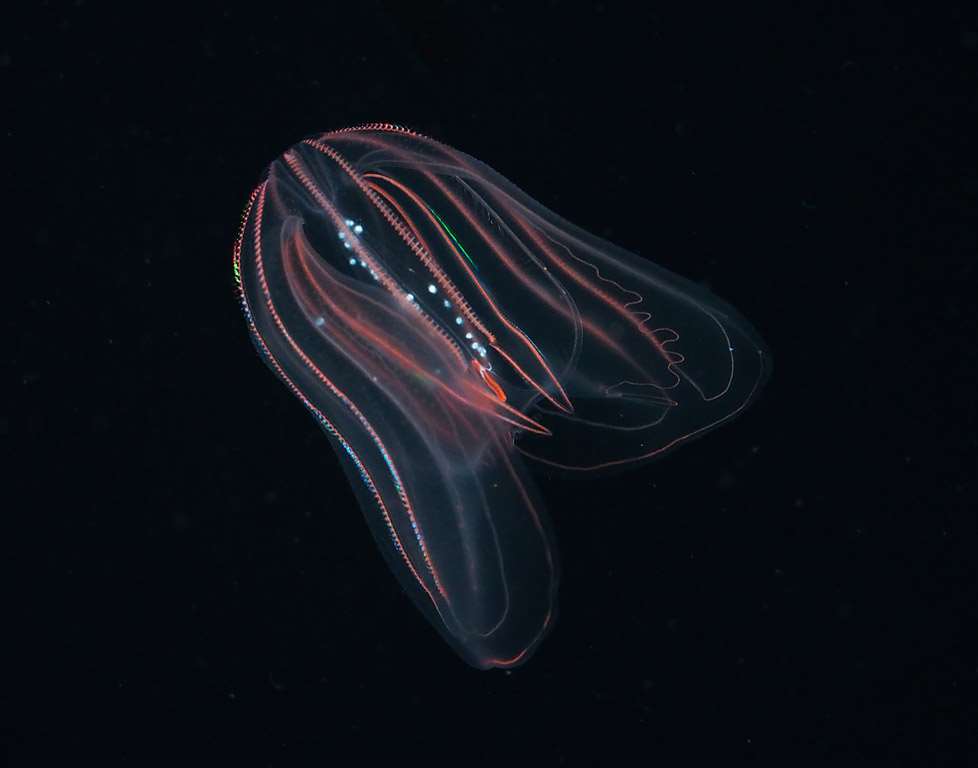 Growing jellies from the surface to the depths | Stories | Monterey Bay ...