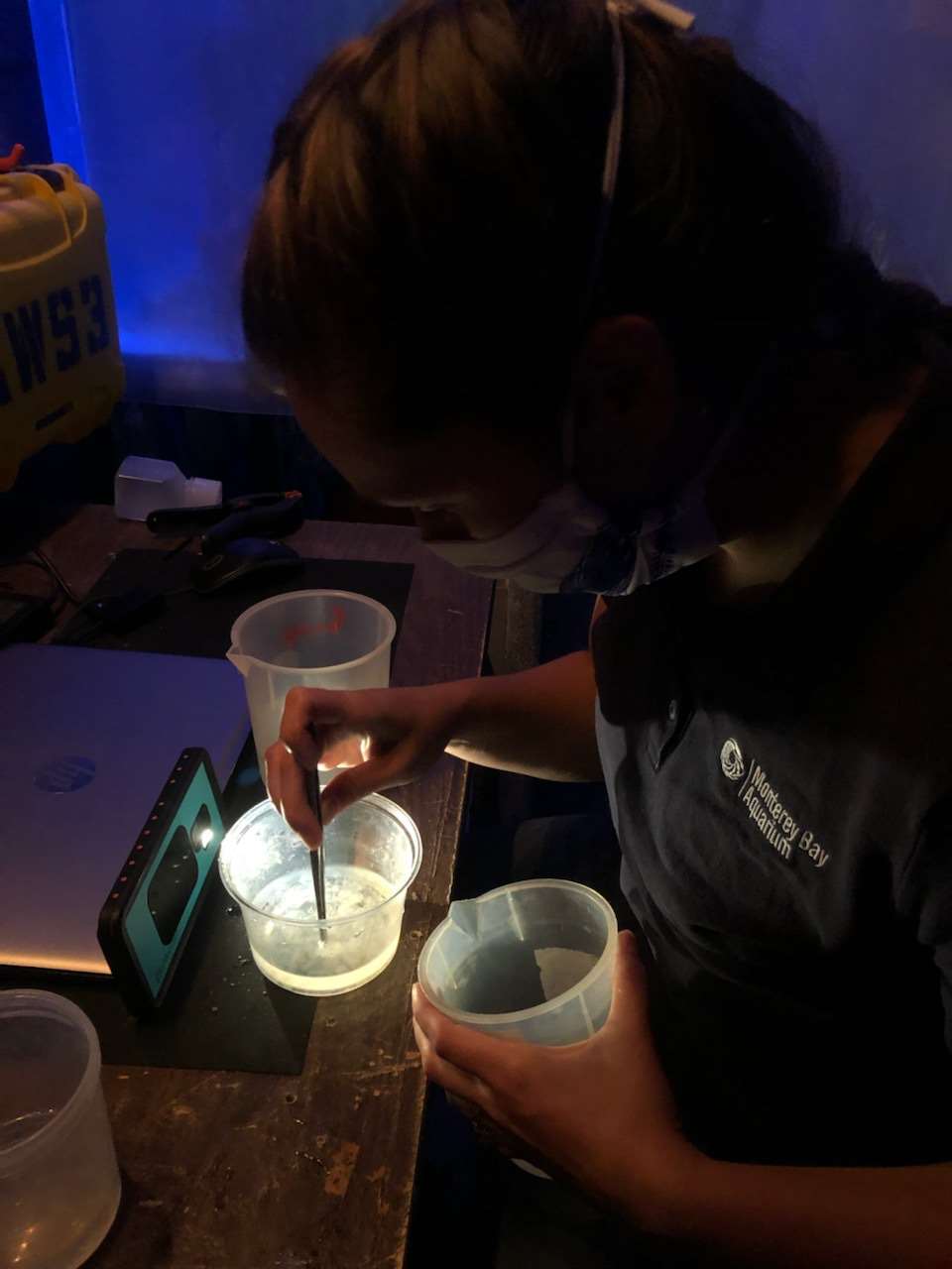 Raising cephalopods | Stories | Monterey Bay Aquarium