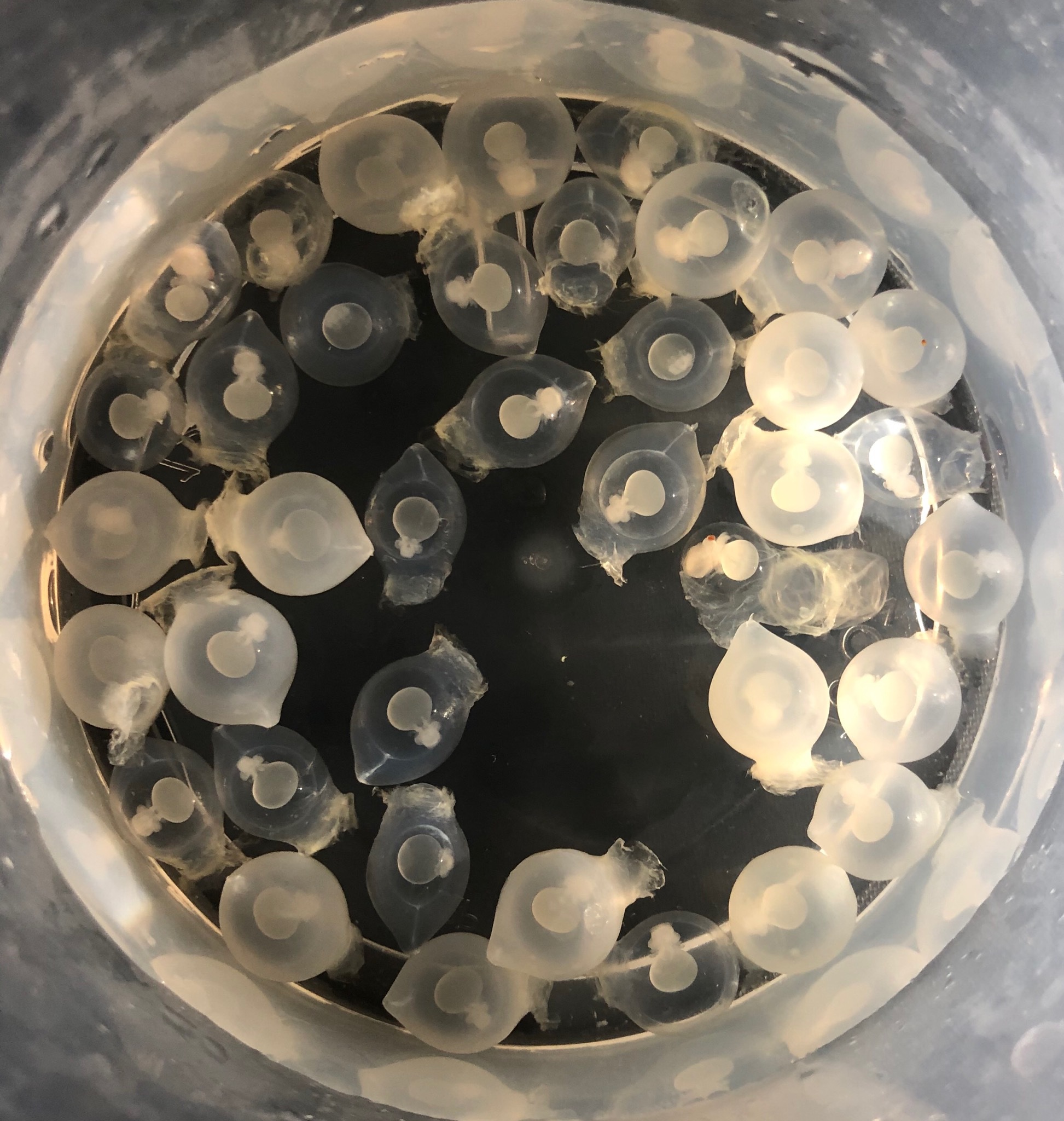 What's the deal with the octopus poop noodle? | Monterey Bay Aquarium