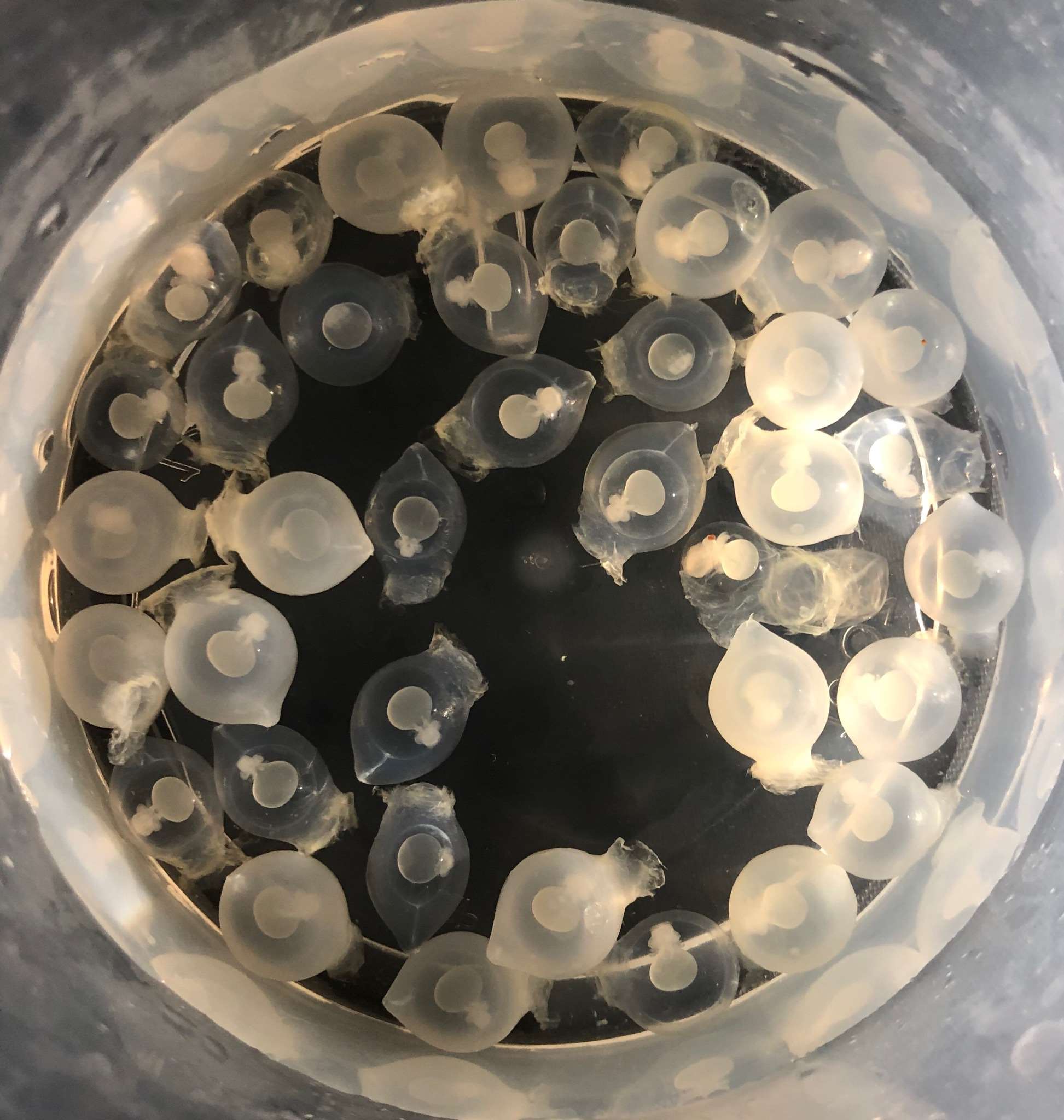 Cephalapod image gallery | Stories | Monterey Bay Aquarium