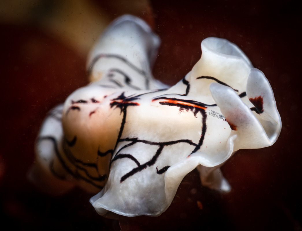 Giant isopod | Animals | Monterey Bay Aquarium