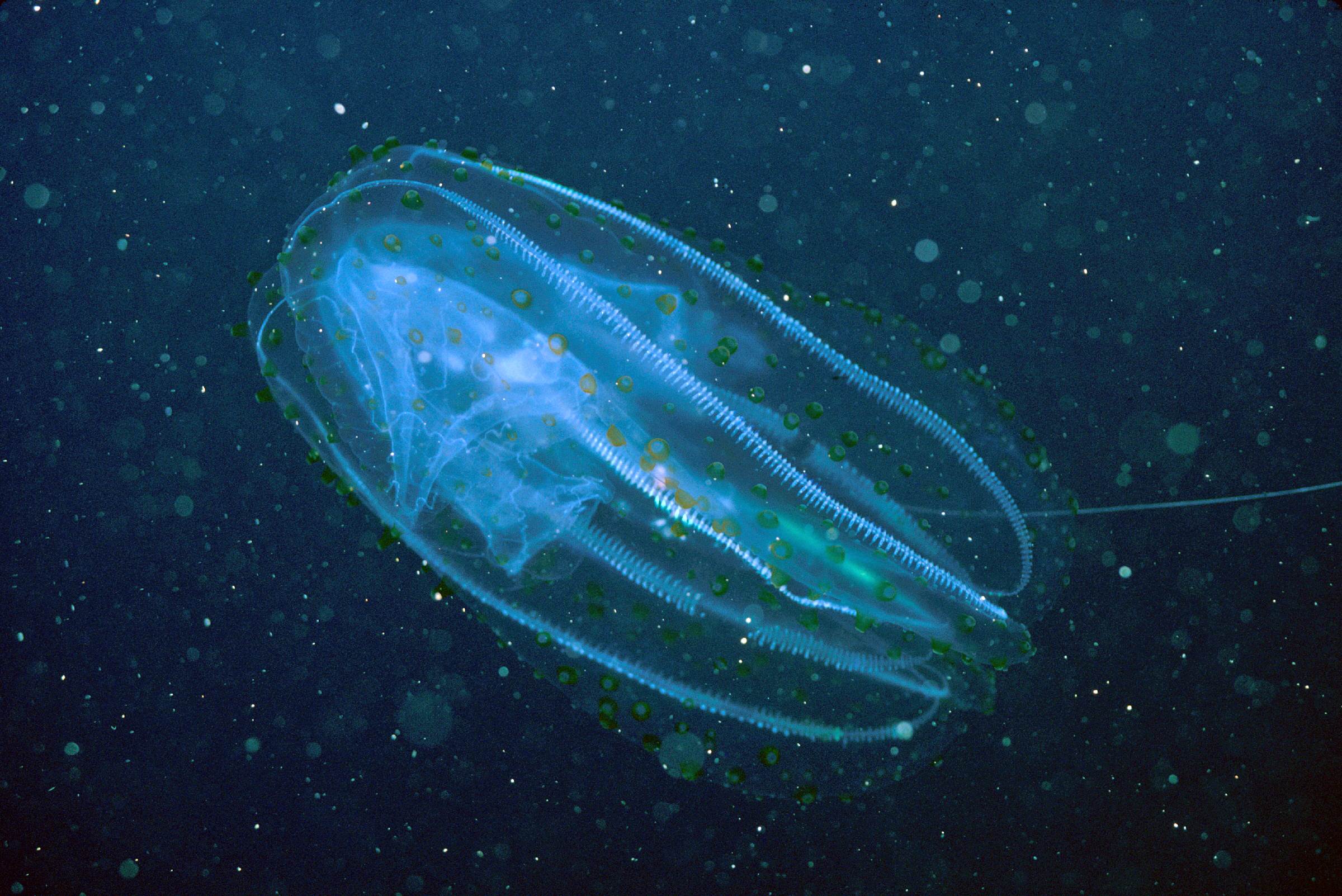 Open waters | Habitat | Monterey Bay Aquarium