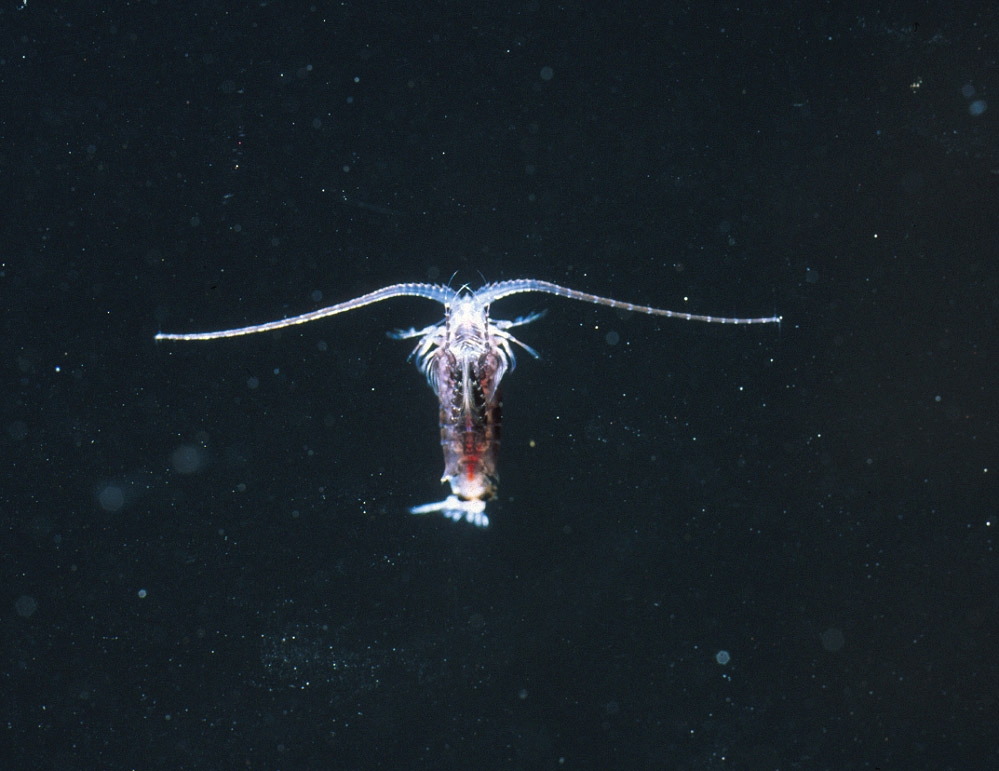 Copepod | Animals | Monterey Bay Aquarium