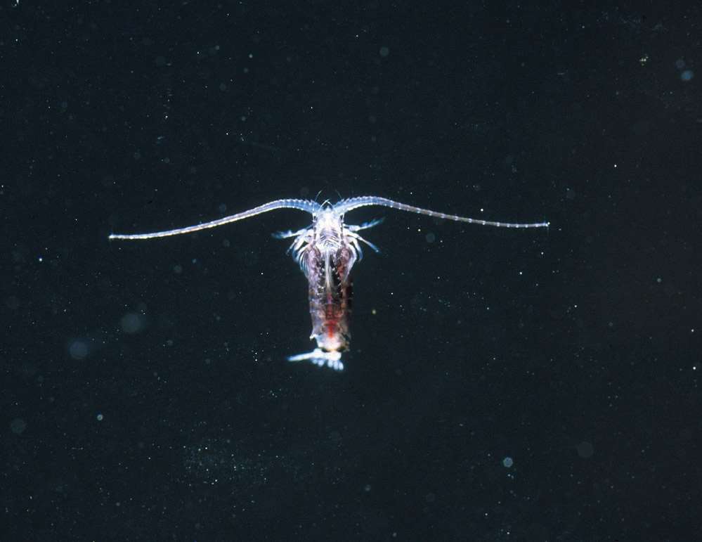 Copepod | Animals | Monterey Bay Aquarium
