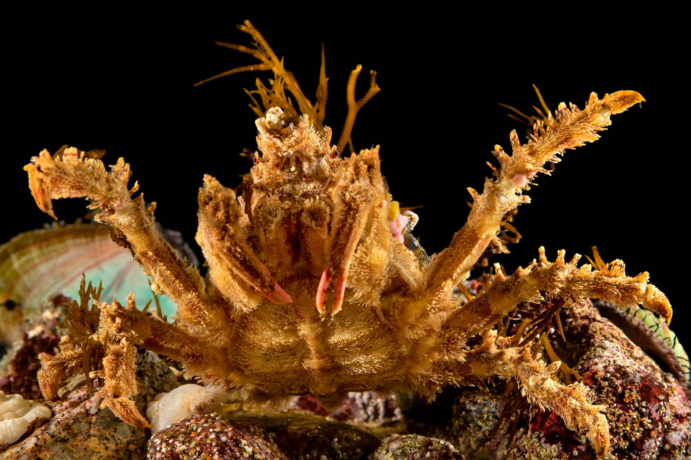 Decorator crab | Animals | Monterey Bay Aquarium