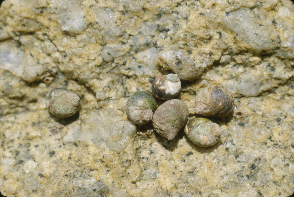 Eroded periwinkle | Animals | Monterey Bay Aquarium