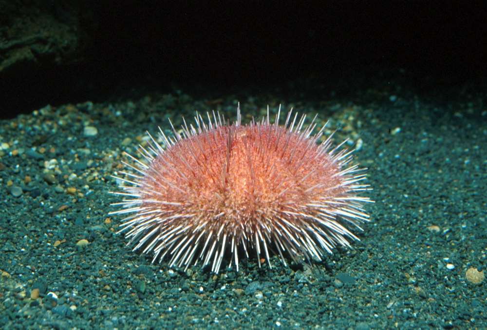 Fragile pink sea urchin | Animals | Monterey Bay Aquarium