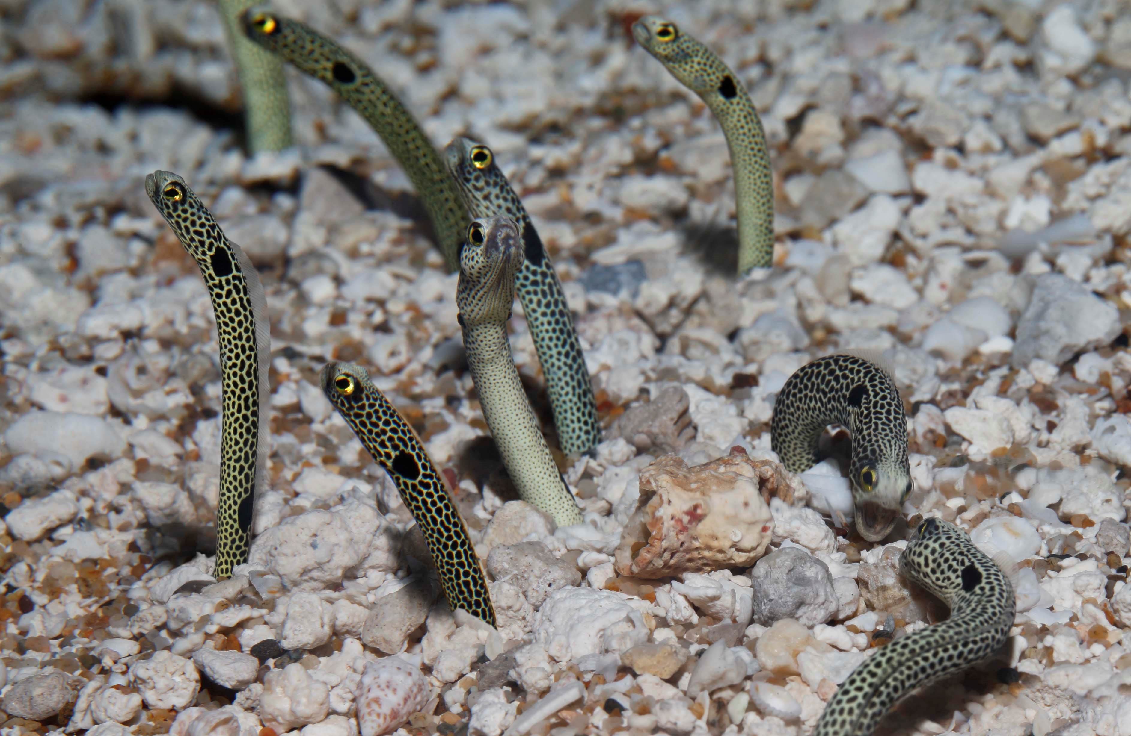 Relax with these calming ocean videos | Stories | Monterey Bay Aquarium