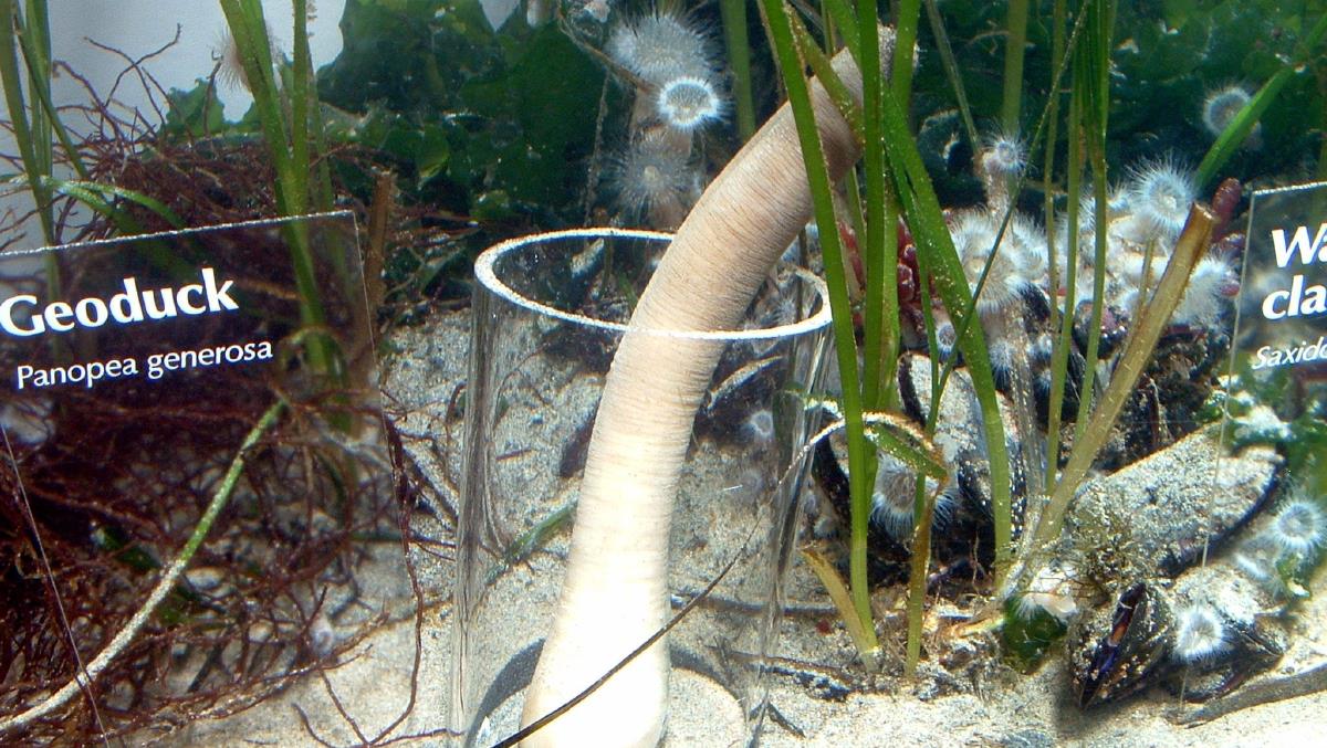 Geoduck clam | Animals | Monterey Bay Aquarium