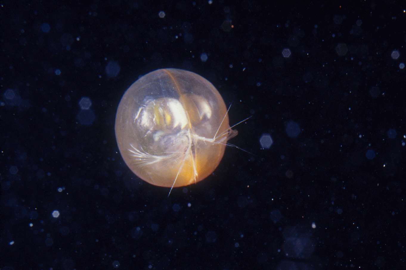 Giant ostracod | Animals | Monterey Bay Aquarium