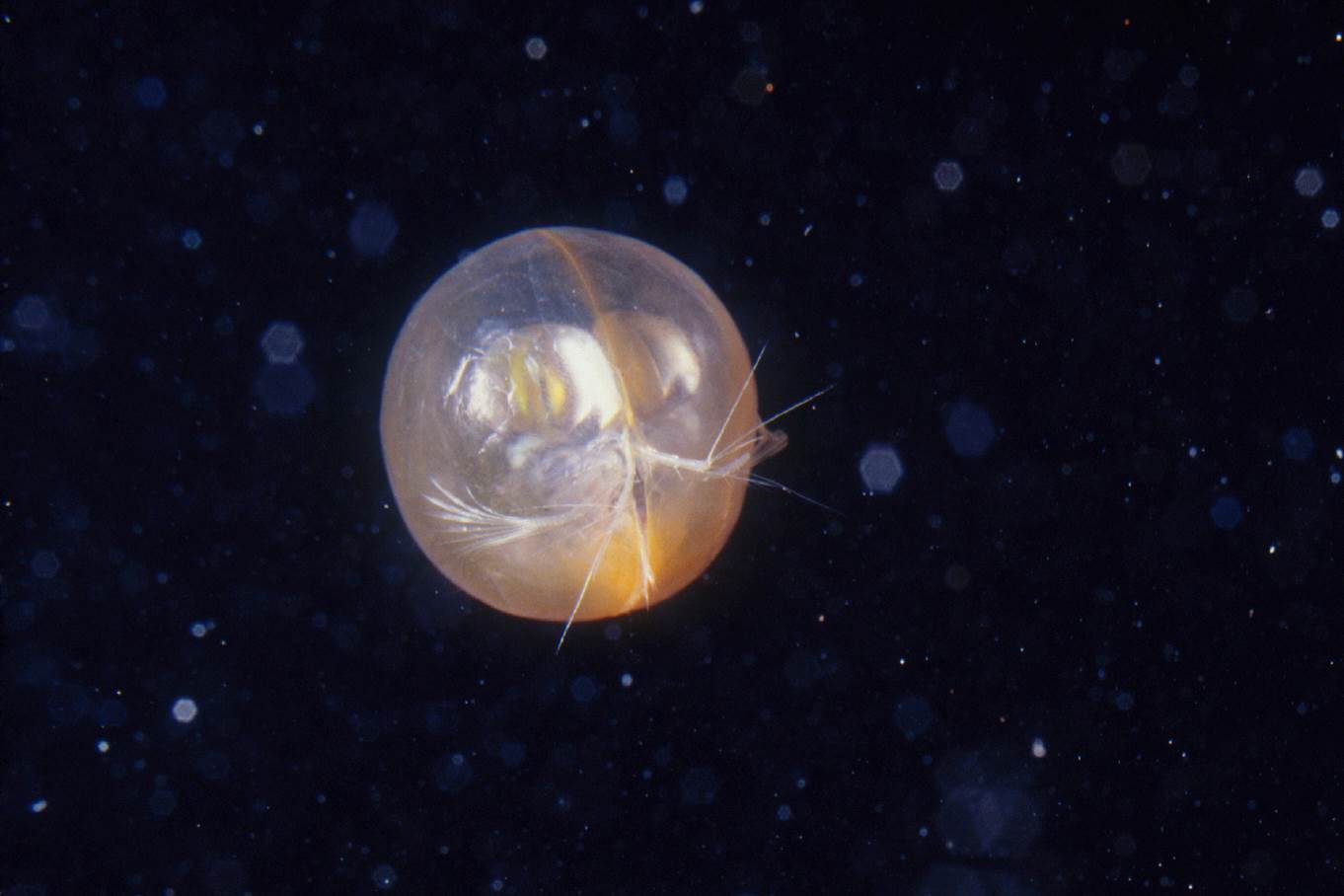Giant ostracod | Animals | Monterey Bay Aquarium