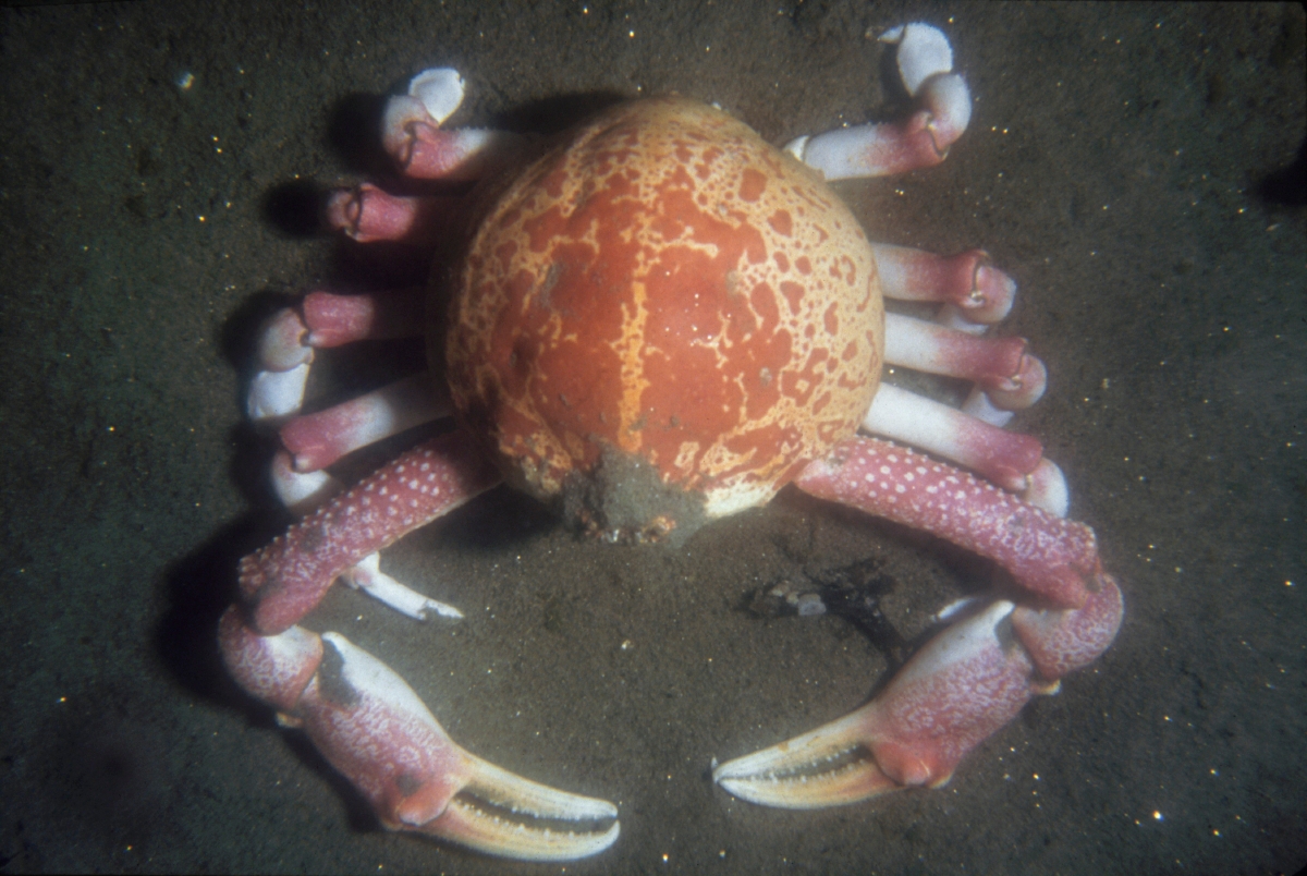 Fat innkeeper worm | Animals | Monterey Bay Aquarium