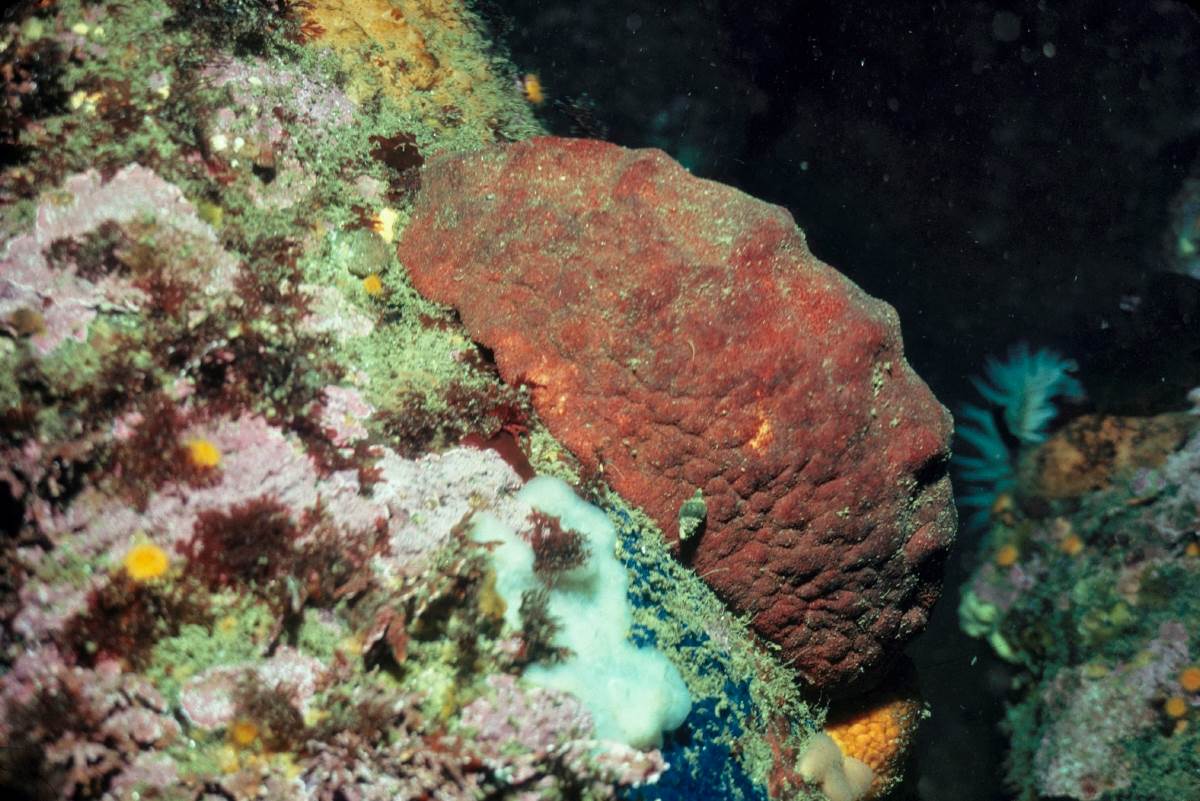 Gumboot chiton | Animals | Monterey Bay Aquarium