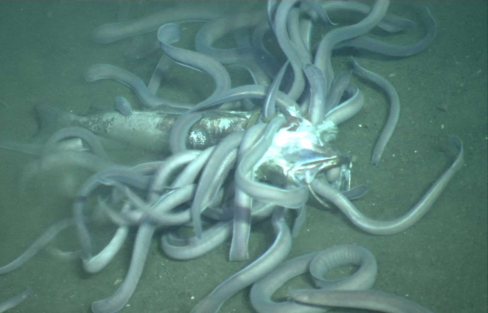 Hagfish Eating Whale Carcass