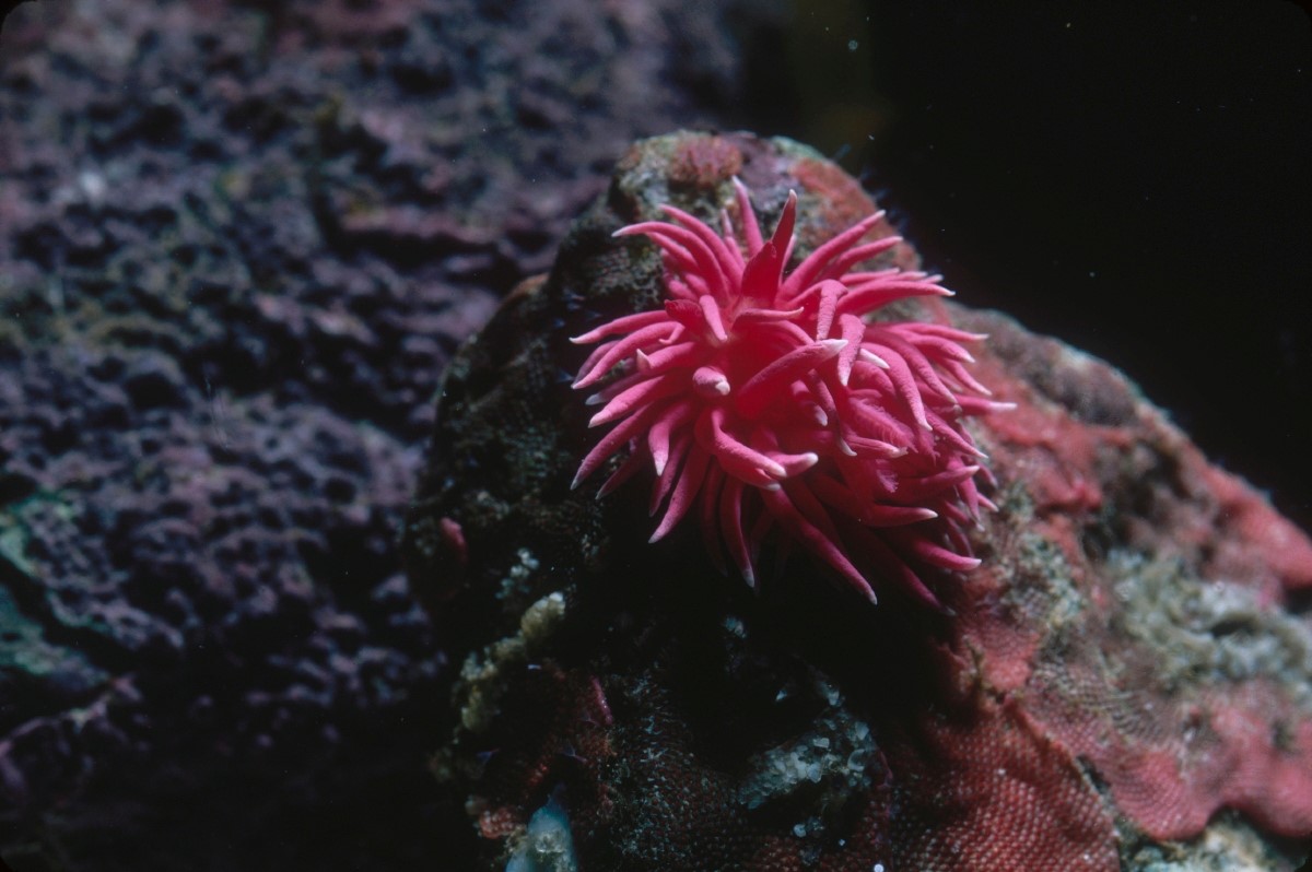 Sea lemon | Animals | Monterey Bay Aquarium