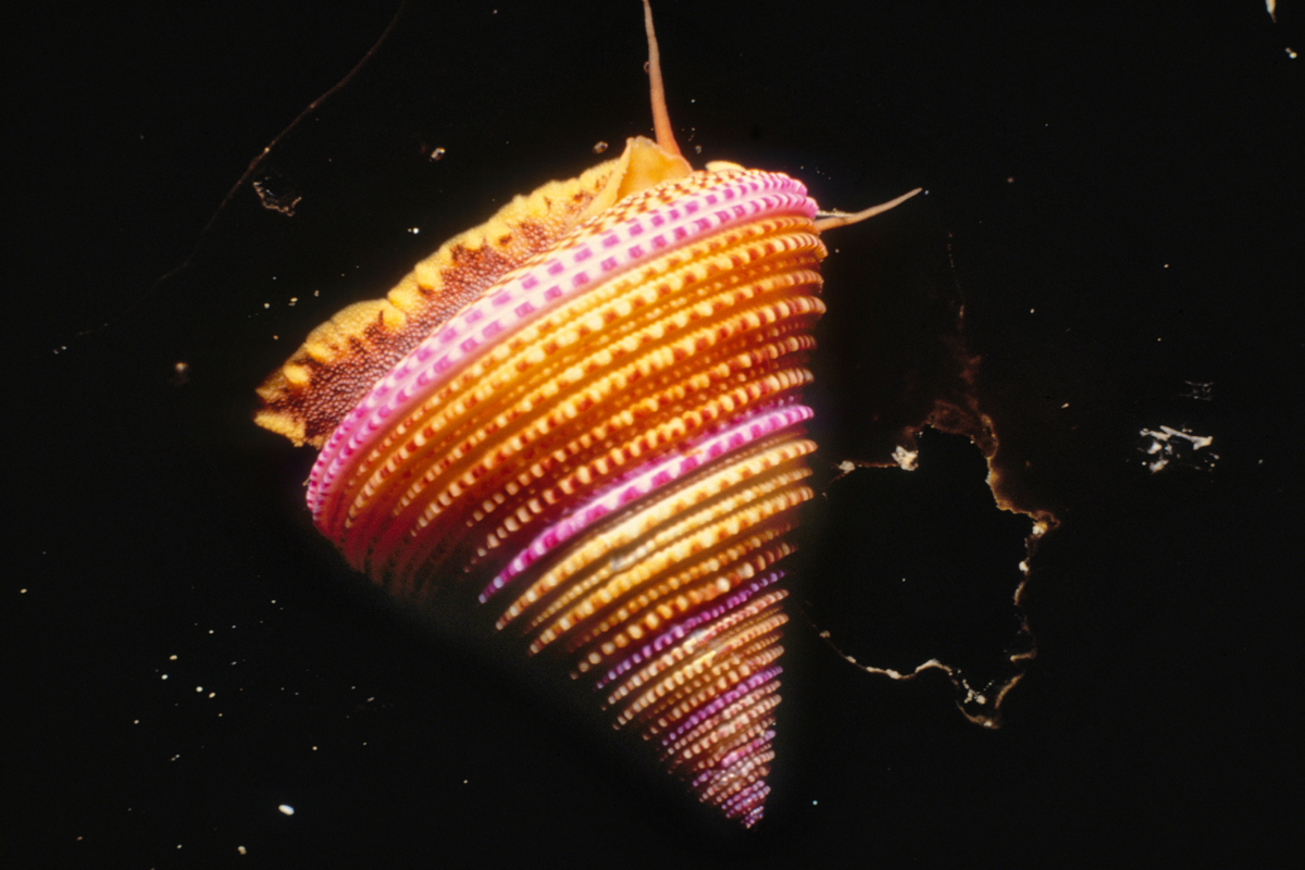 Jeweled top snail | Animals | Monterey Bay Aquarium